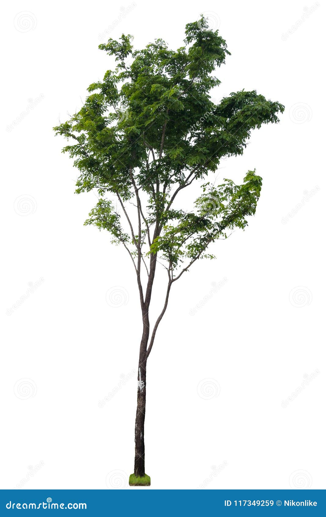 Big tree isolated. stock image. Image of foliage, collection - 117349259