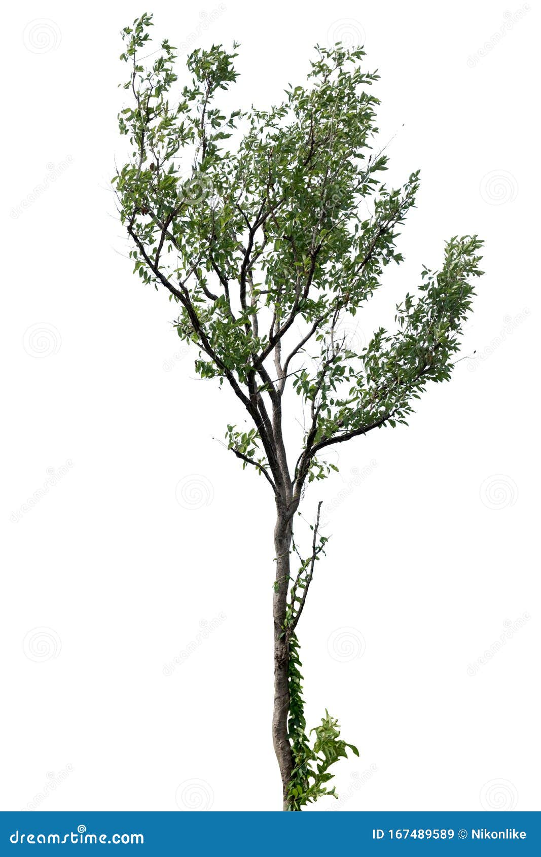 Big tree isolated stock image. Image of season, ecology - 167489589