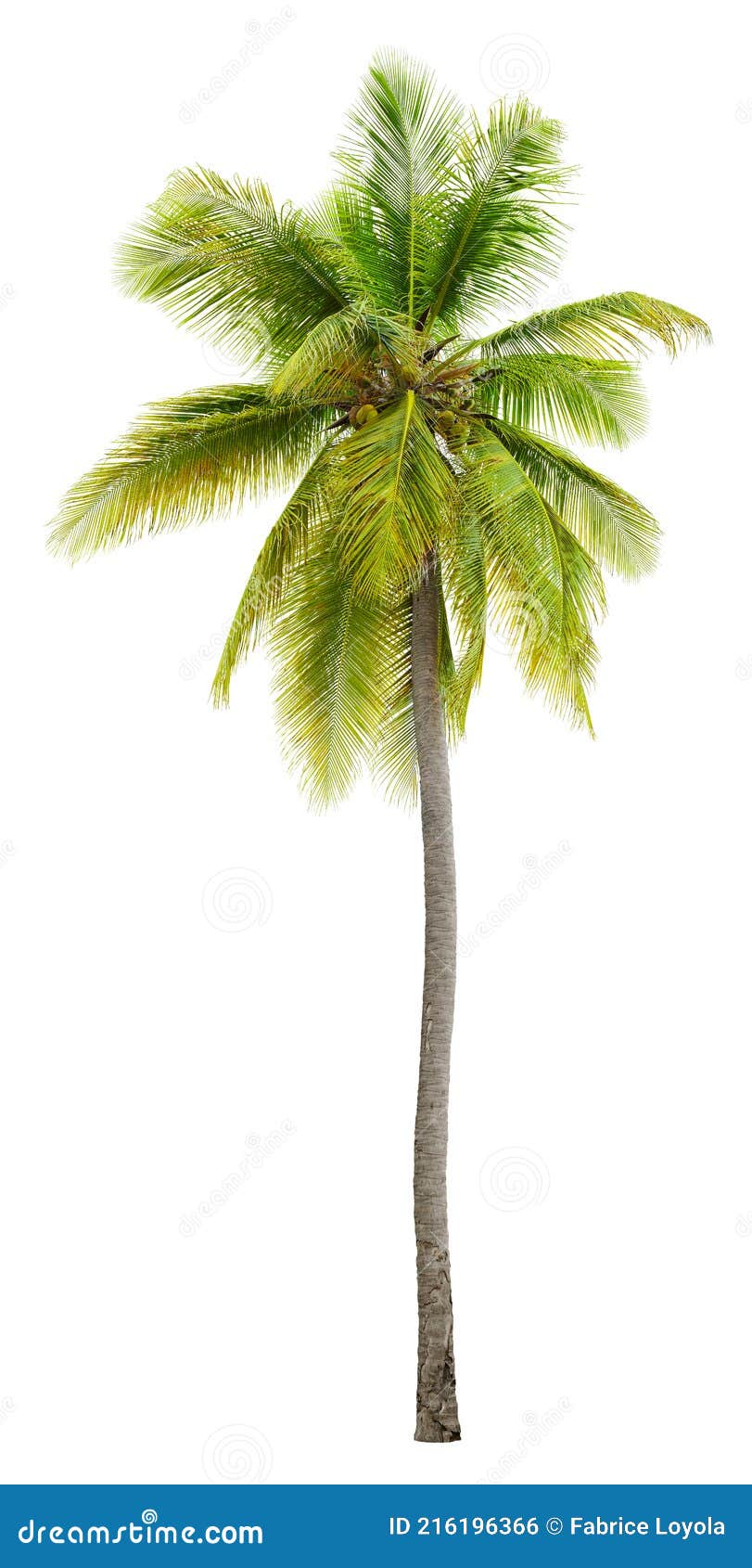 Beach Coconut Tree Png