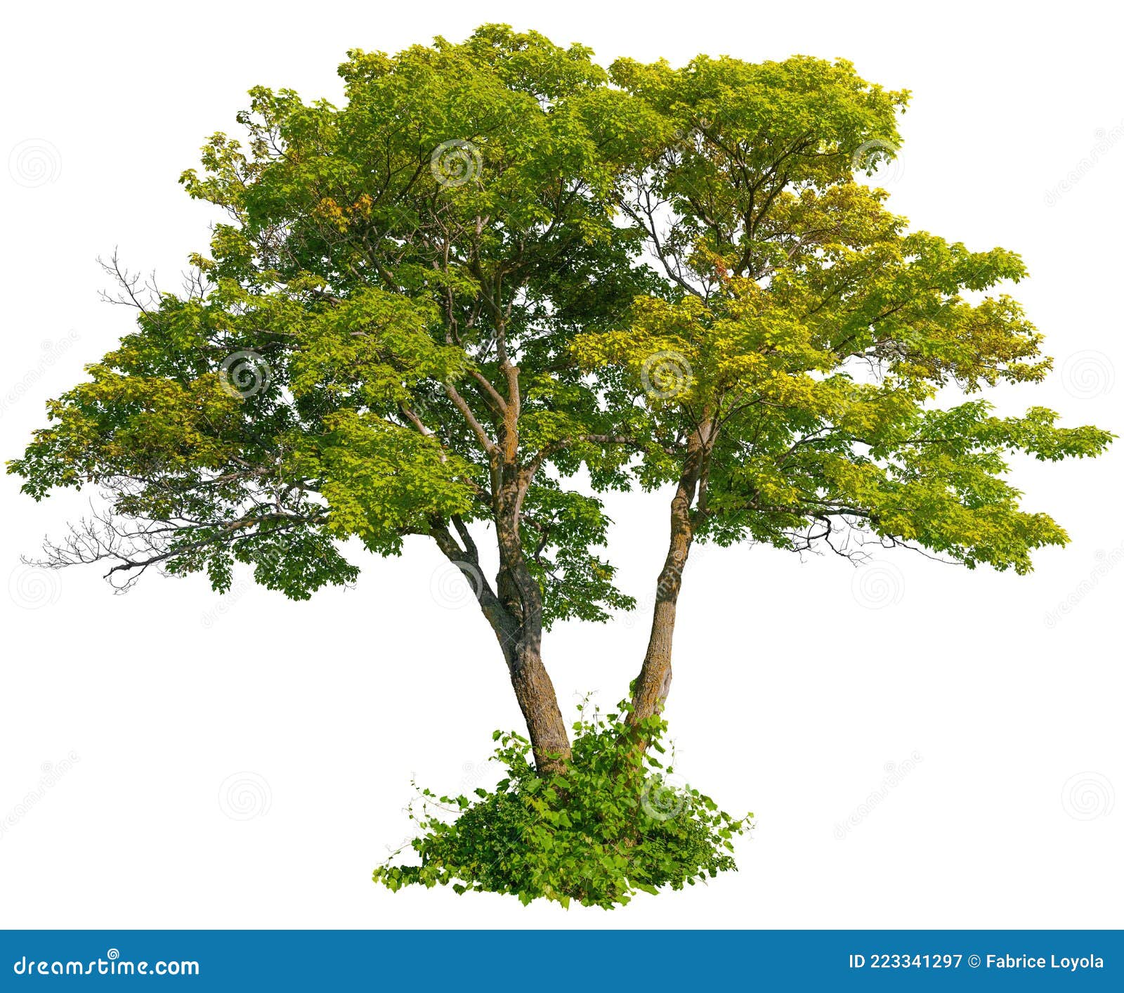Cutout Green Tree. Majestic Maple Stock Image - Image of trunk, nature ...