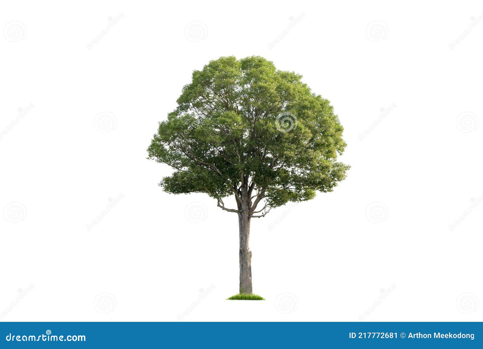 Green Tree Isolated on White Background for Drawing Landscape Layout ...