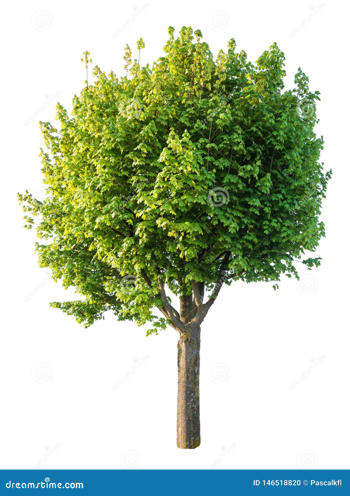 Green Tree Isolated on White Background . Stock Illustration ...