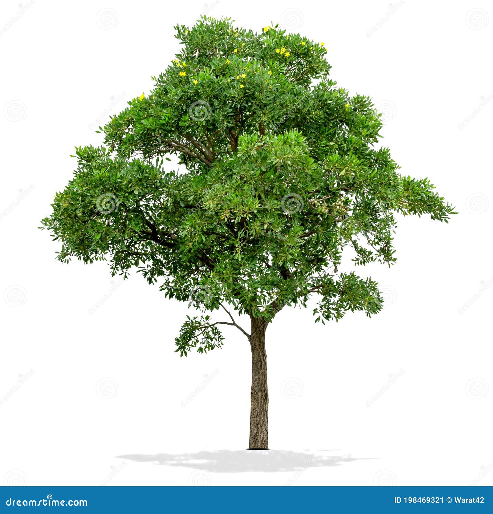 Green Tree Isolated on White Background Stock Image - Image of ...