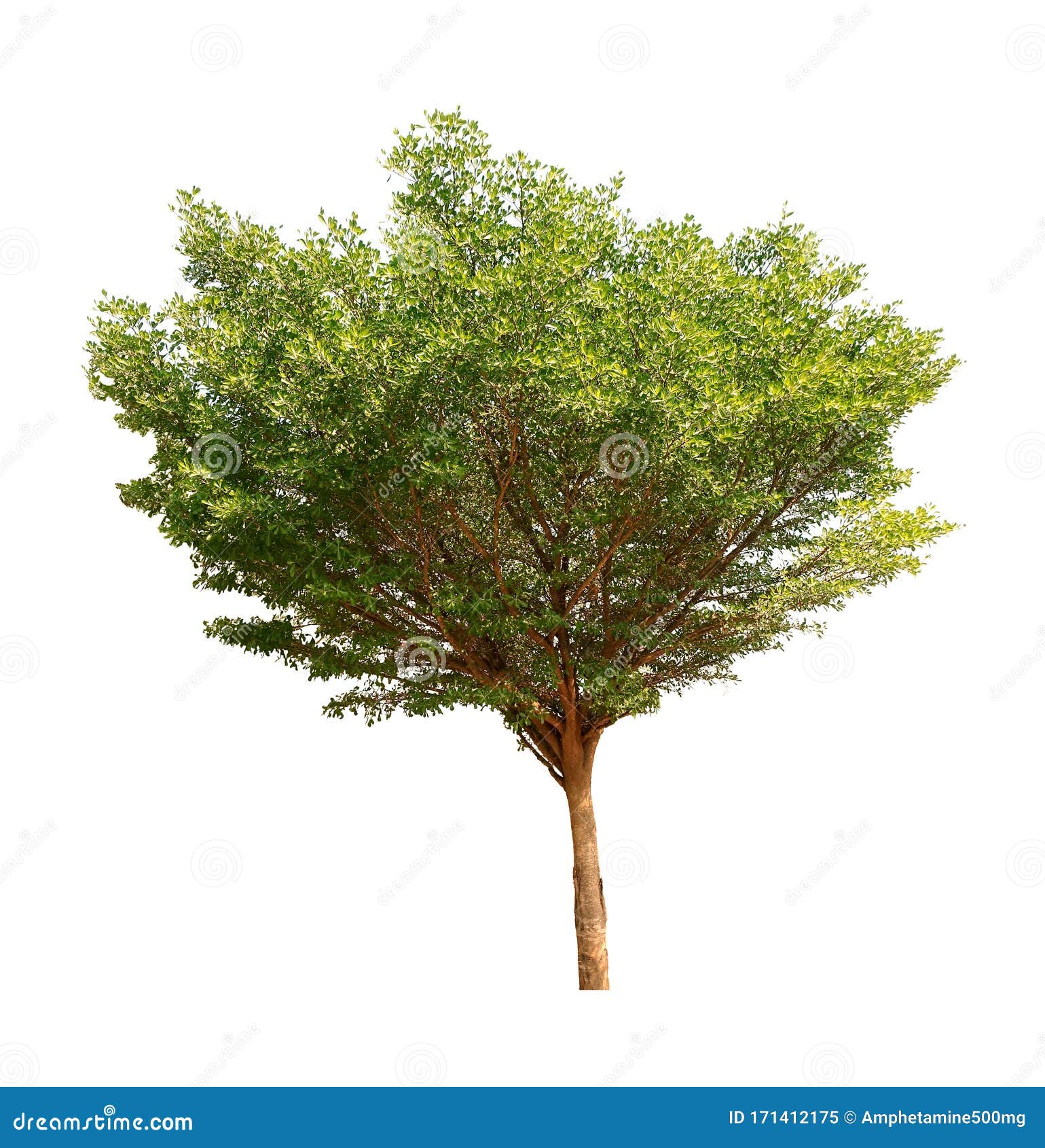 Green Tree on White Background Stock Image - Image of isolated ...