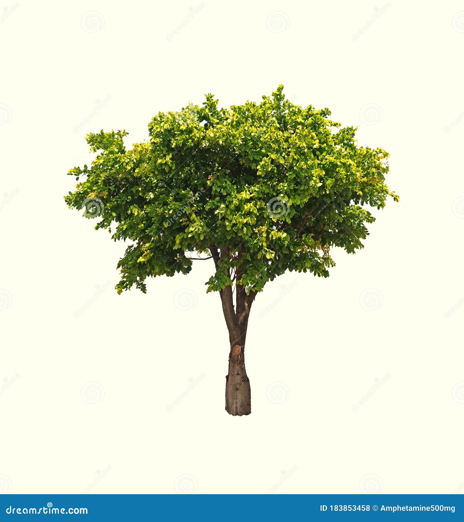 Green Tree on a White Background. Stock Photo - Image of green, tree ...
