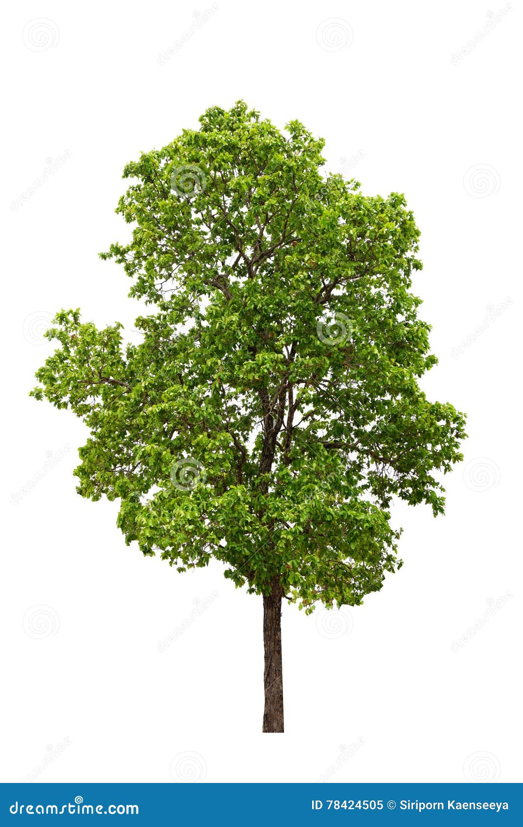 Green Tree Isolated on White Background Stock Image - Image of grow ...