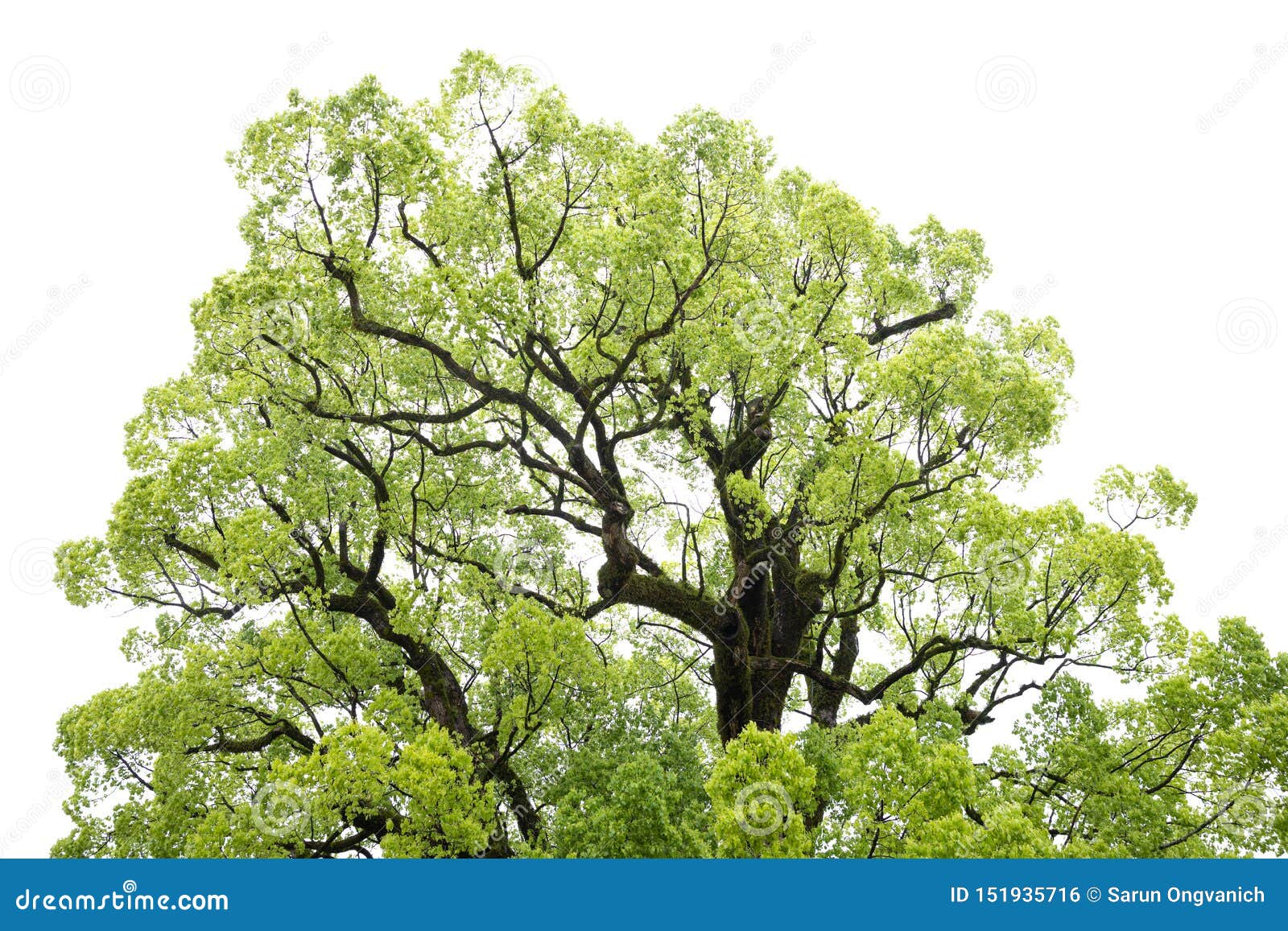 Green Tree Isolated on White Background Stock Photo - Image of isolated ...