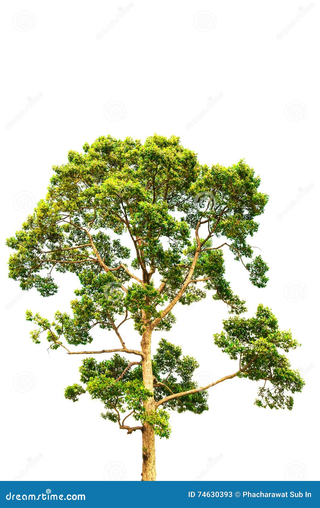 The Green Tree Isolated on White Backgroup Stock Image - Image of leaf ...