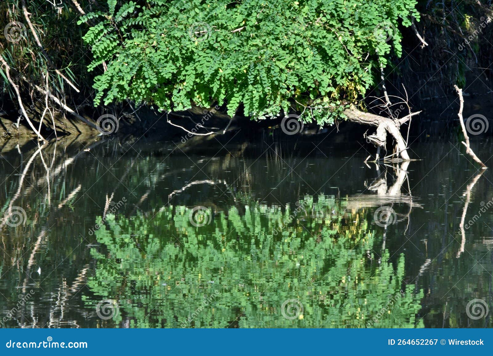 Green Tree on a Lakeshore Reflected in the Water Stock Image - Image of ...
