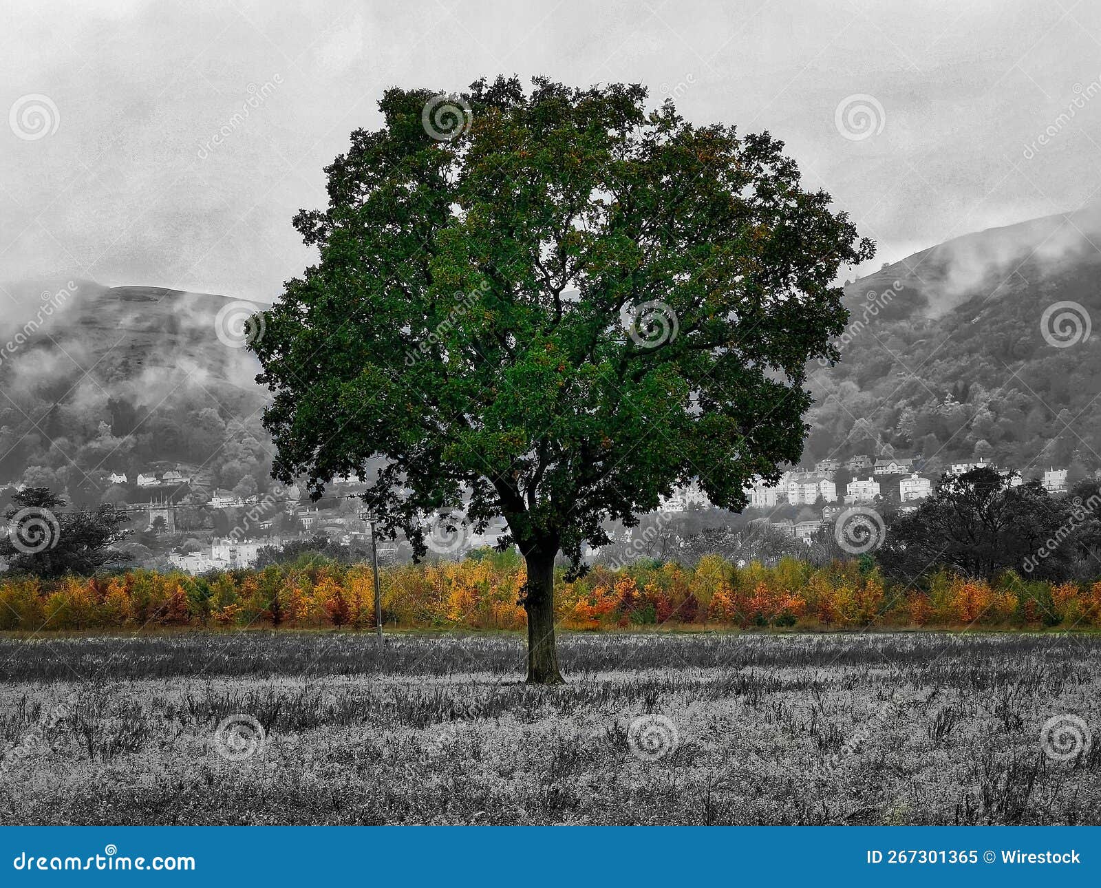Green Tree in a Landscape with Fall Trees Line and Mountain in the ...