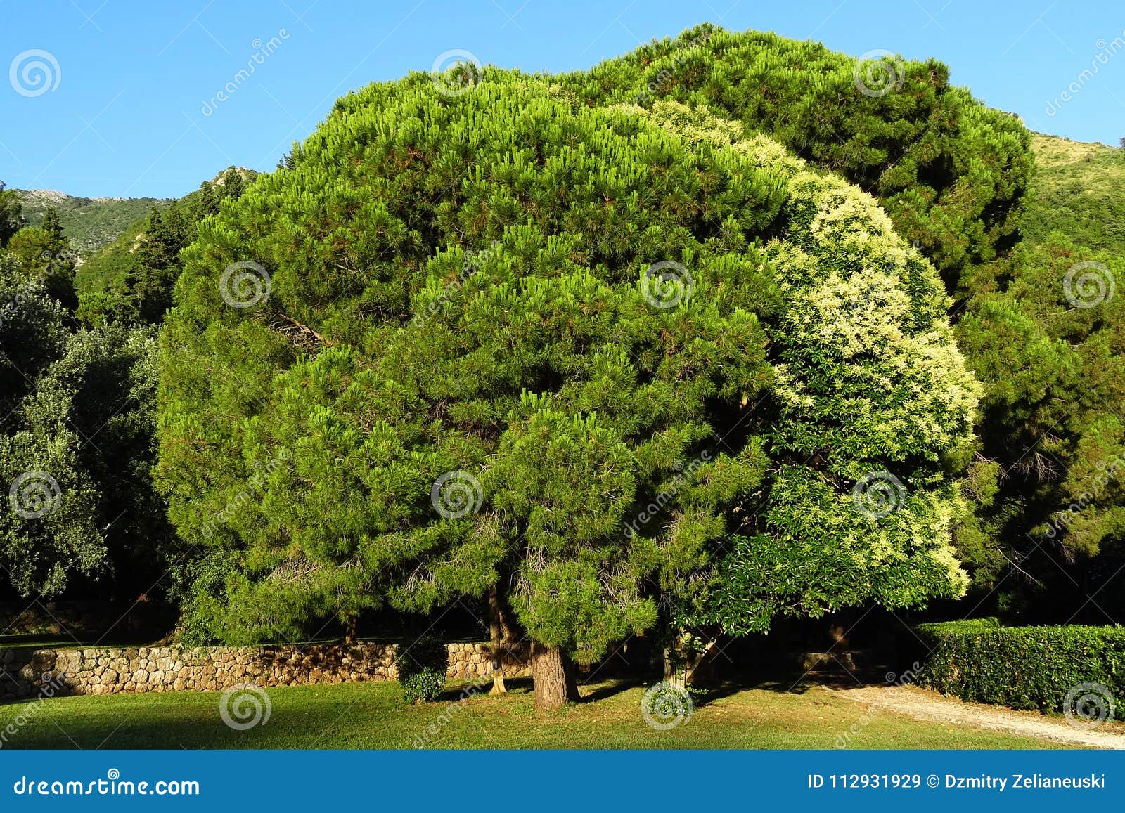 Green Tree with a Large Crown in the Morning Stock Image - Image of ...