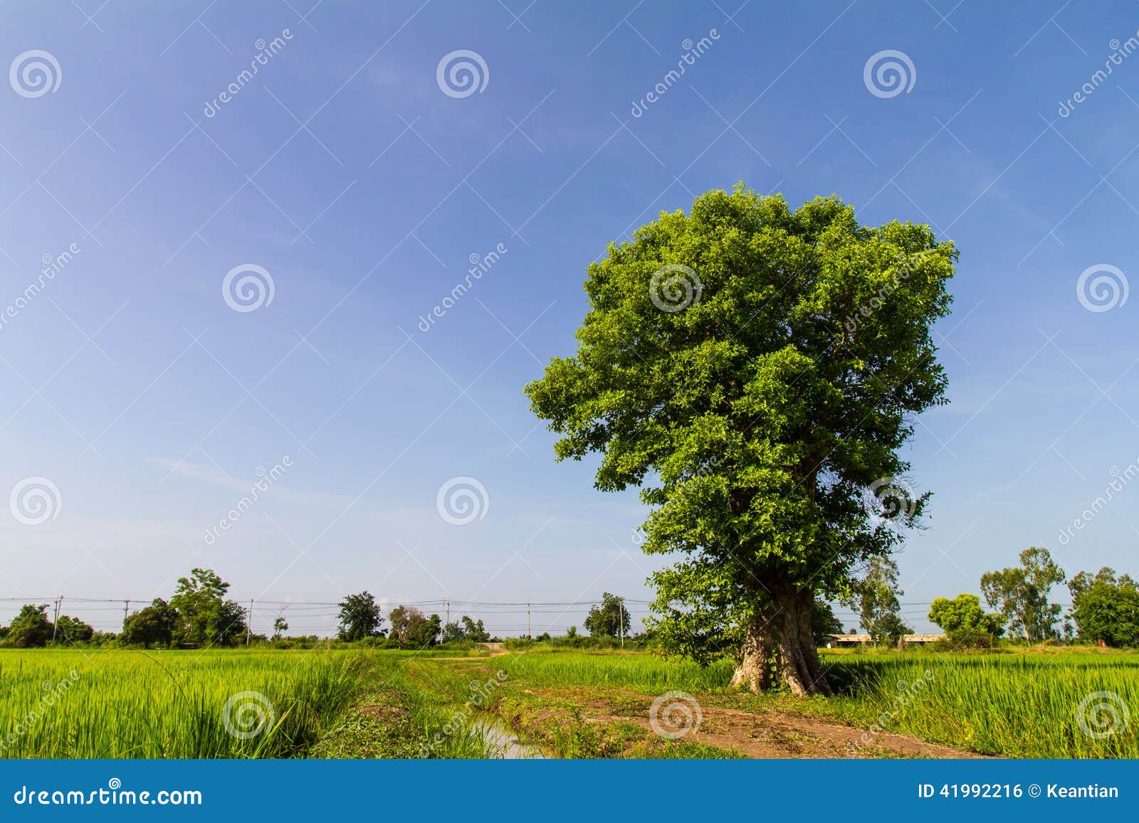 Green tree large trunk stock photo. Image of alone, farmland - 41992216