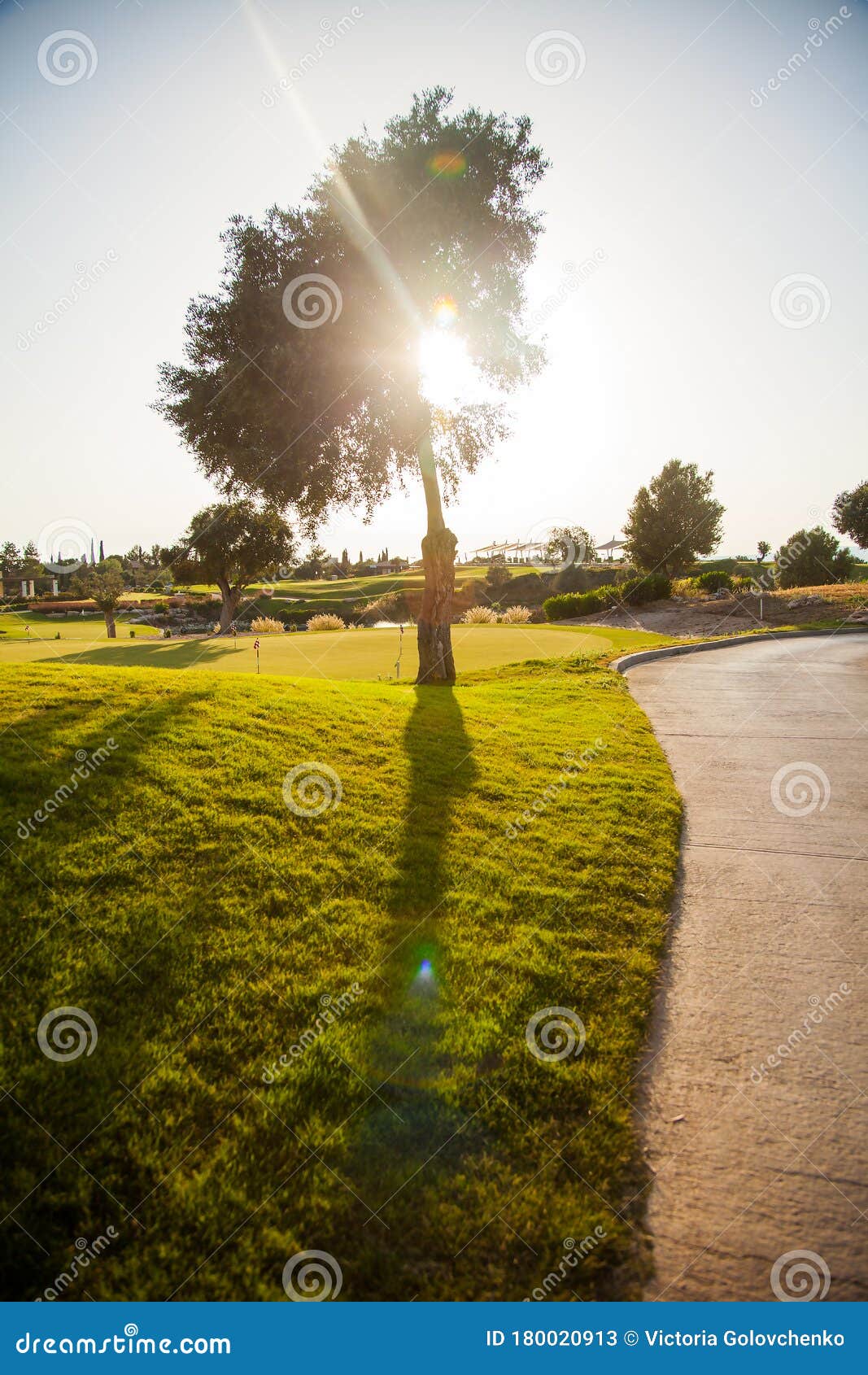 Green Tree on Green Lawn on Sunset Time Stock Image - Image of ...