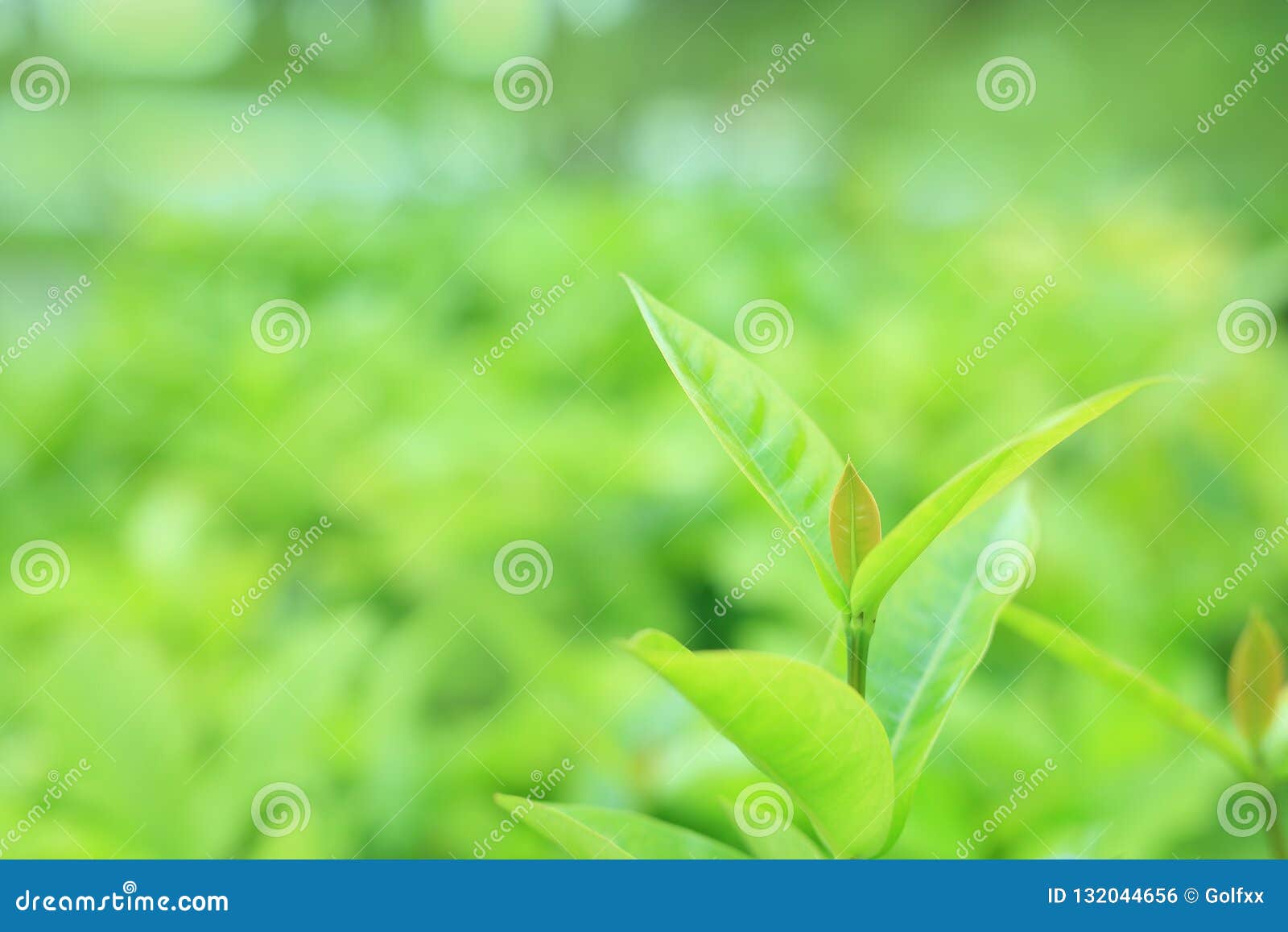 Green Tree Leaf on Blurred Background in the Park with Clean Pattern ...