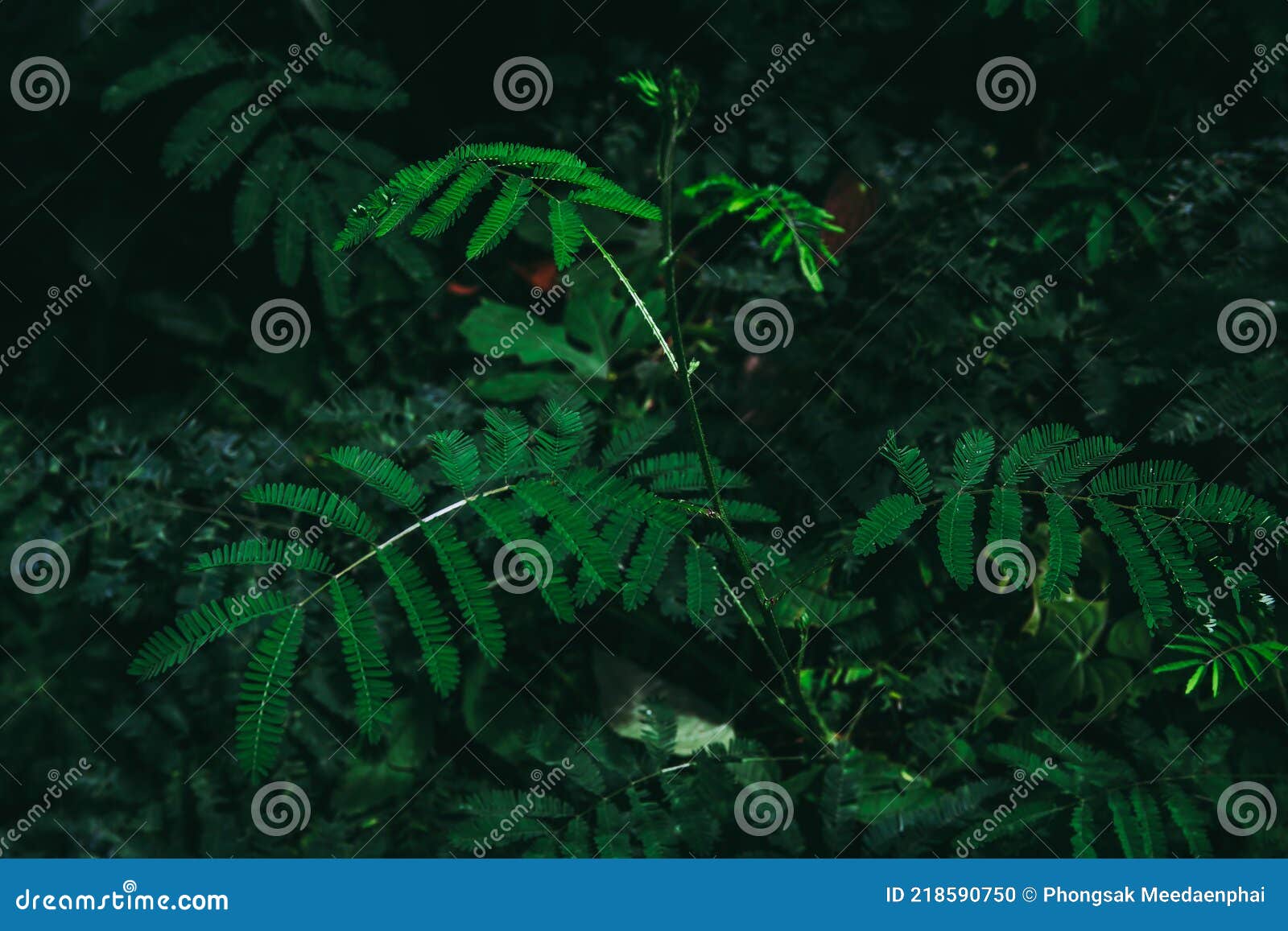 Green Tree Leaf or Leaves. in Dark Forest Tone Light Stock Photo ...