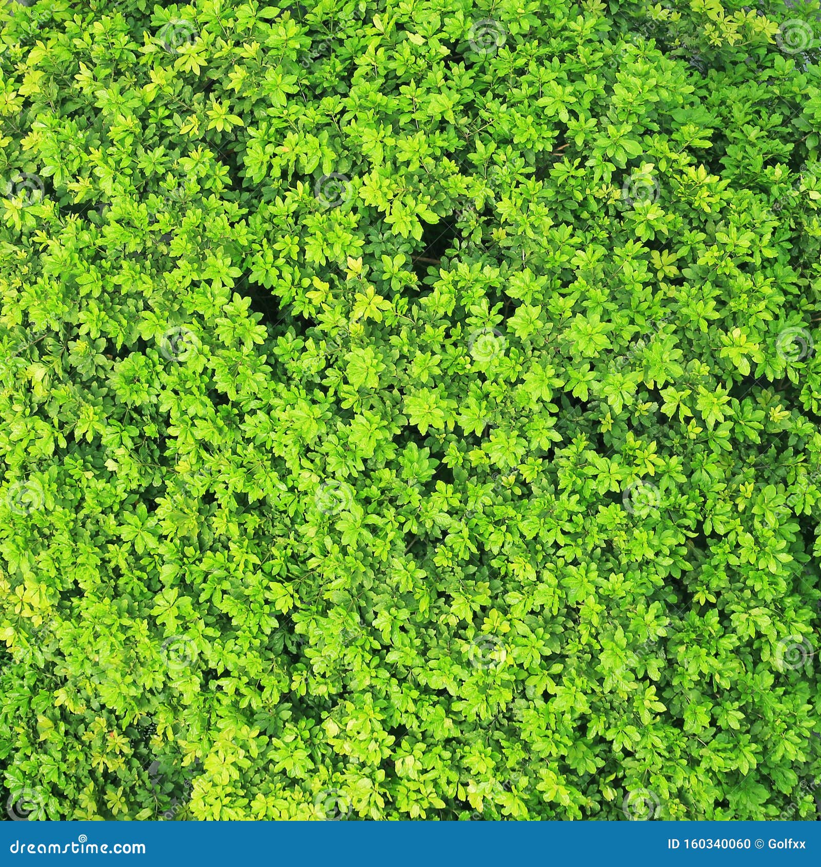 Green Tree Leaf Texture Background Stock Photo - Image of beauty ...