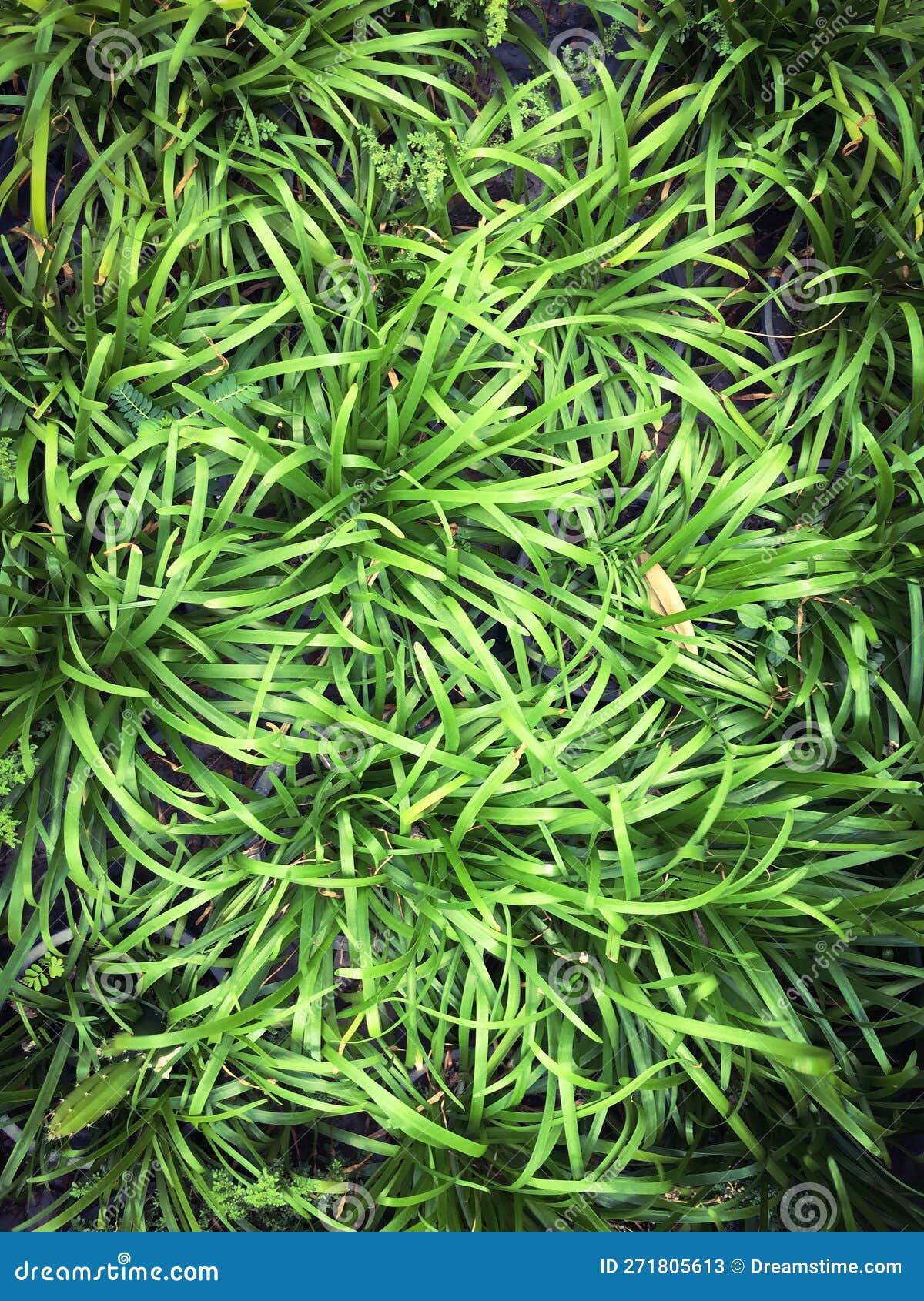 Green Tree Leave Texture Pattern Background Fram, Garden & Forest ...