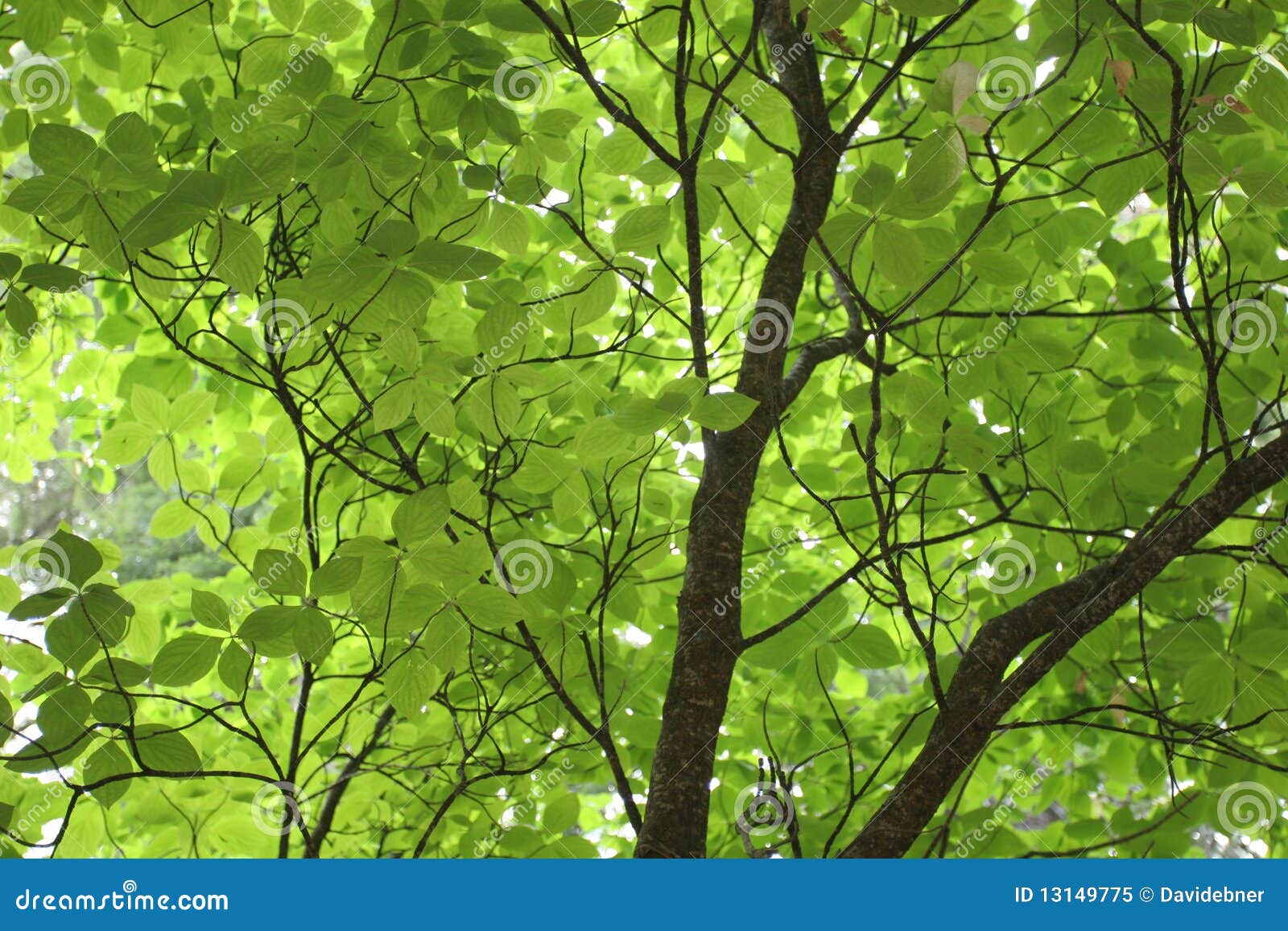 Green Tree Leaves stock image. Image of leaf, translucent - 13149775