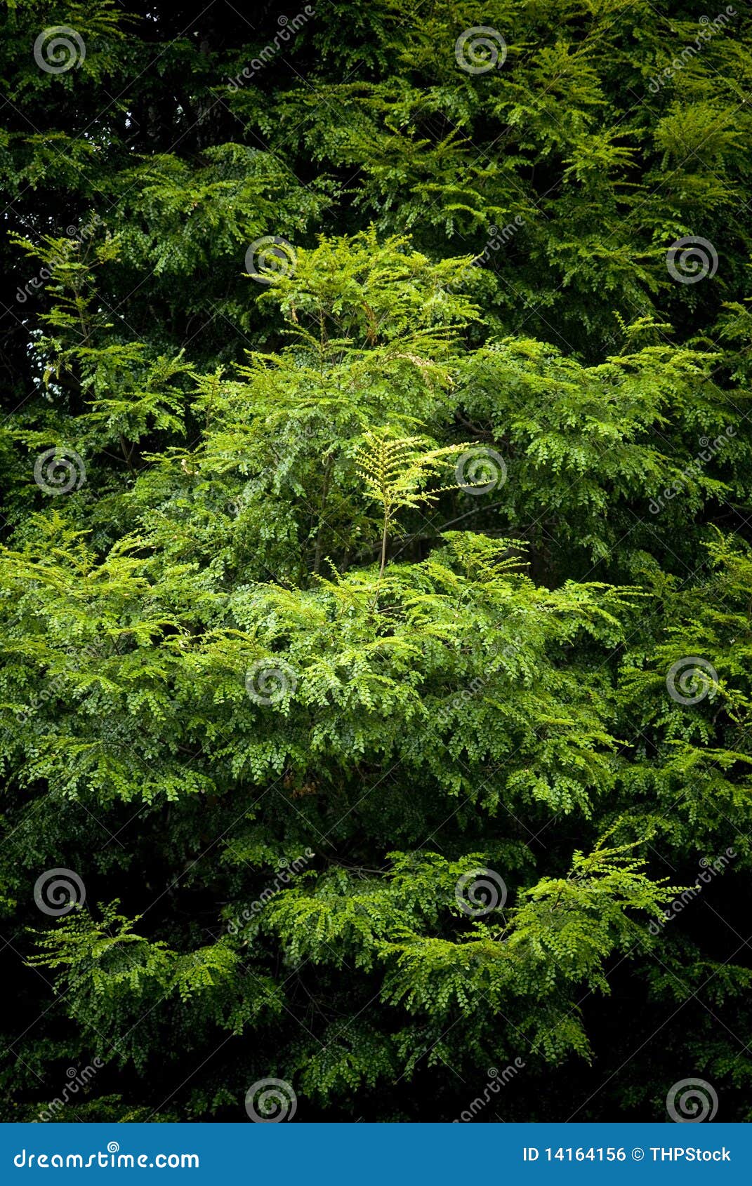 Green Tree Leaves stock photo. Image of background, dark - 14164156
