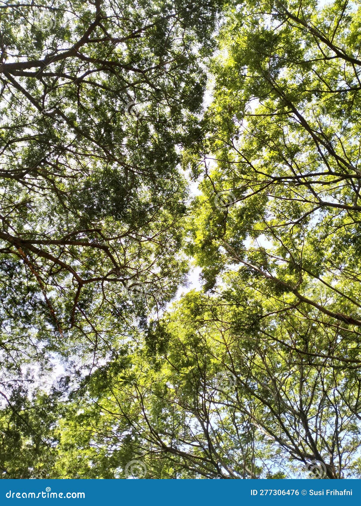 Green tree leaves stock photo. Image of trunk, tree - 277306476