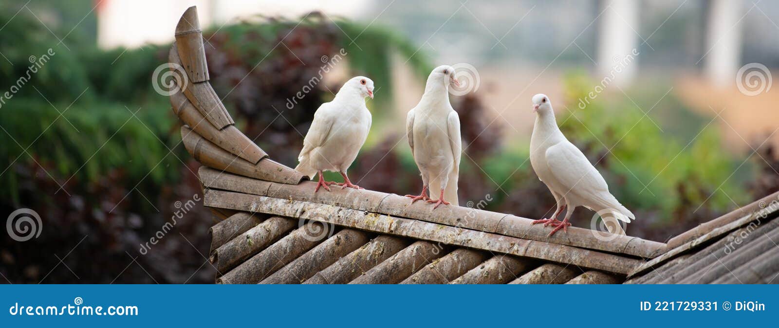Three White Pigeons Standing on the Bamboo Dovecot Rooftop Stock Image ...