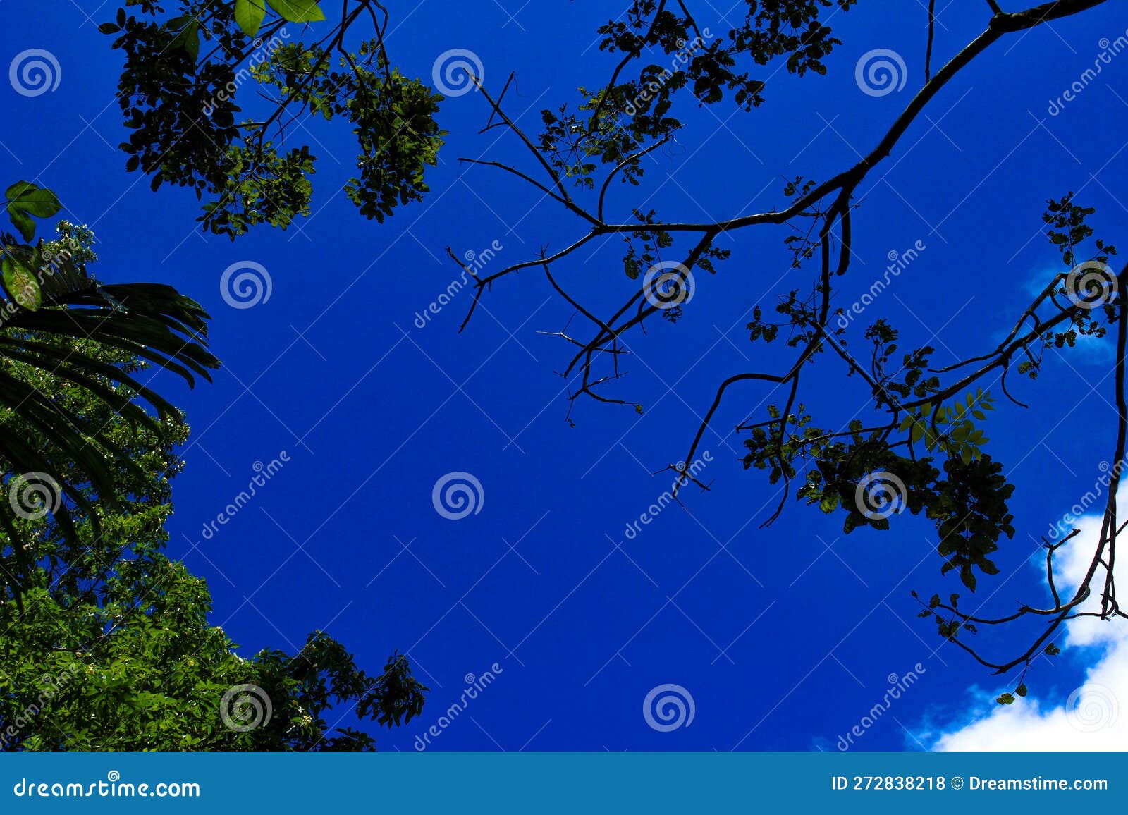 Green Tree Leaves and a Beautiful Panoramic Blue Sky. Bottom View ...