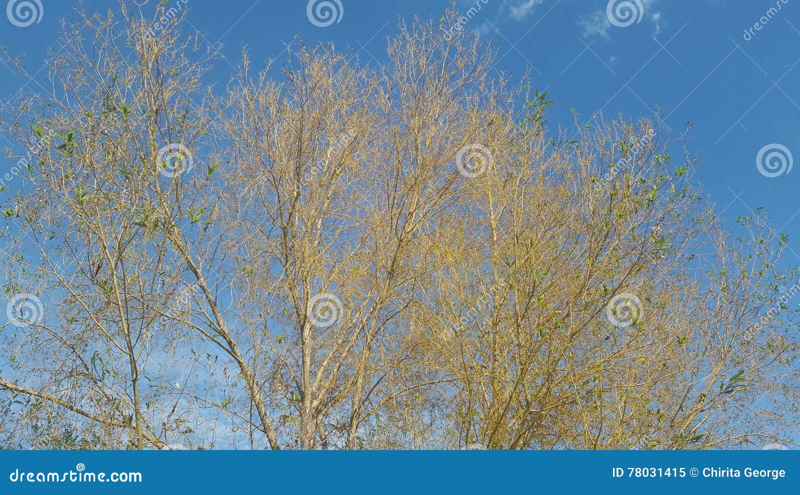 Green tree without leaves stock image. Image of outdoor - 78031415