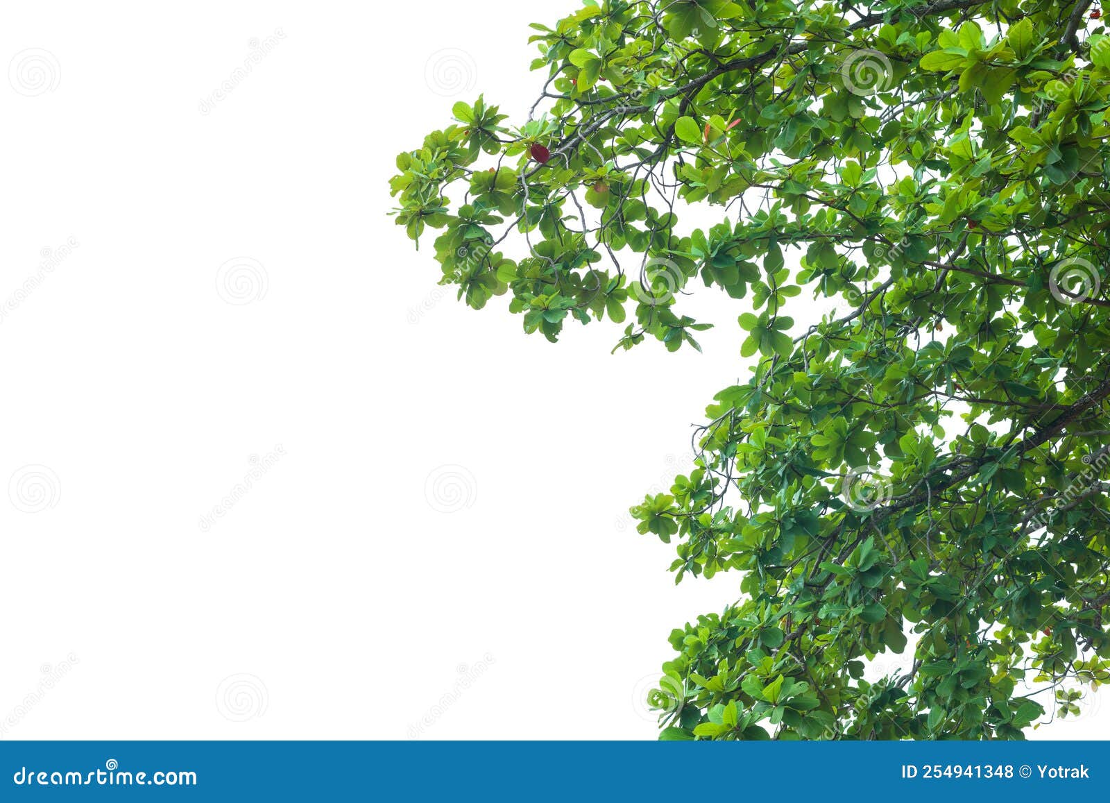 Green Tree Leaves and Branches Stock Photo - Image of environment ...