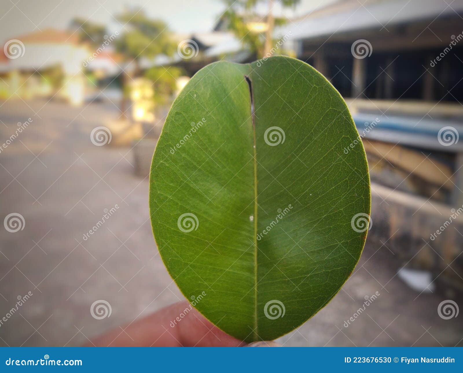 Green Tree Leaves in the Building Area Stock Photo - Image of flower ...