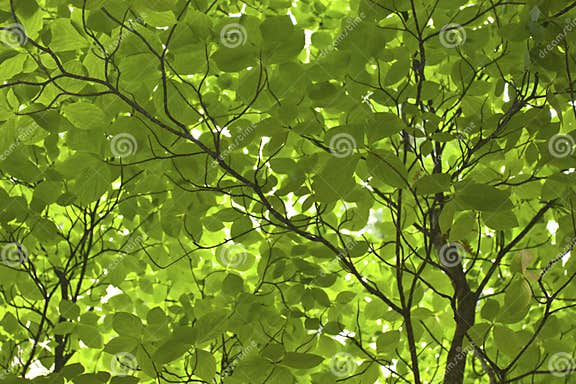 Green Tree Leaves close up stock image. Image of foliage - 15388543