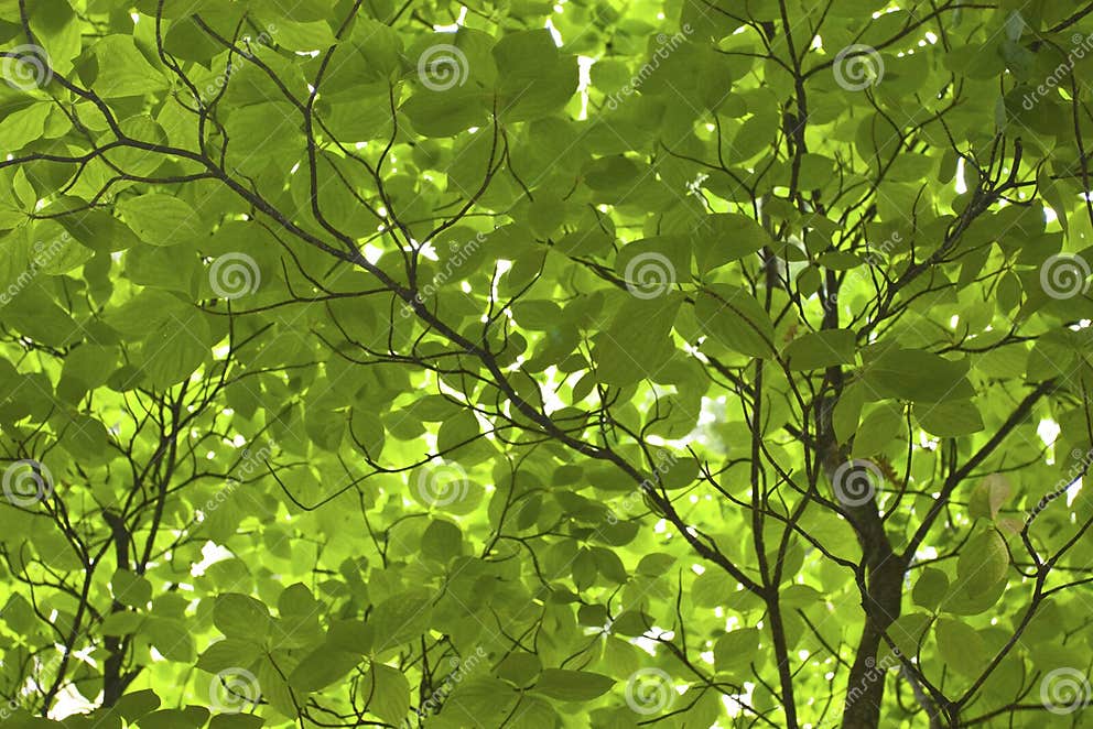 Green Tree Leaves close up stock image. Image of foliage - 15388543