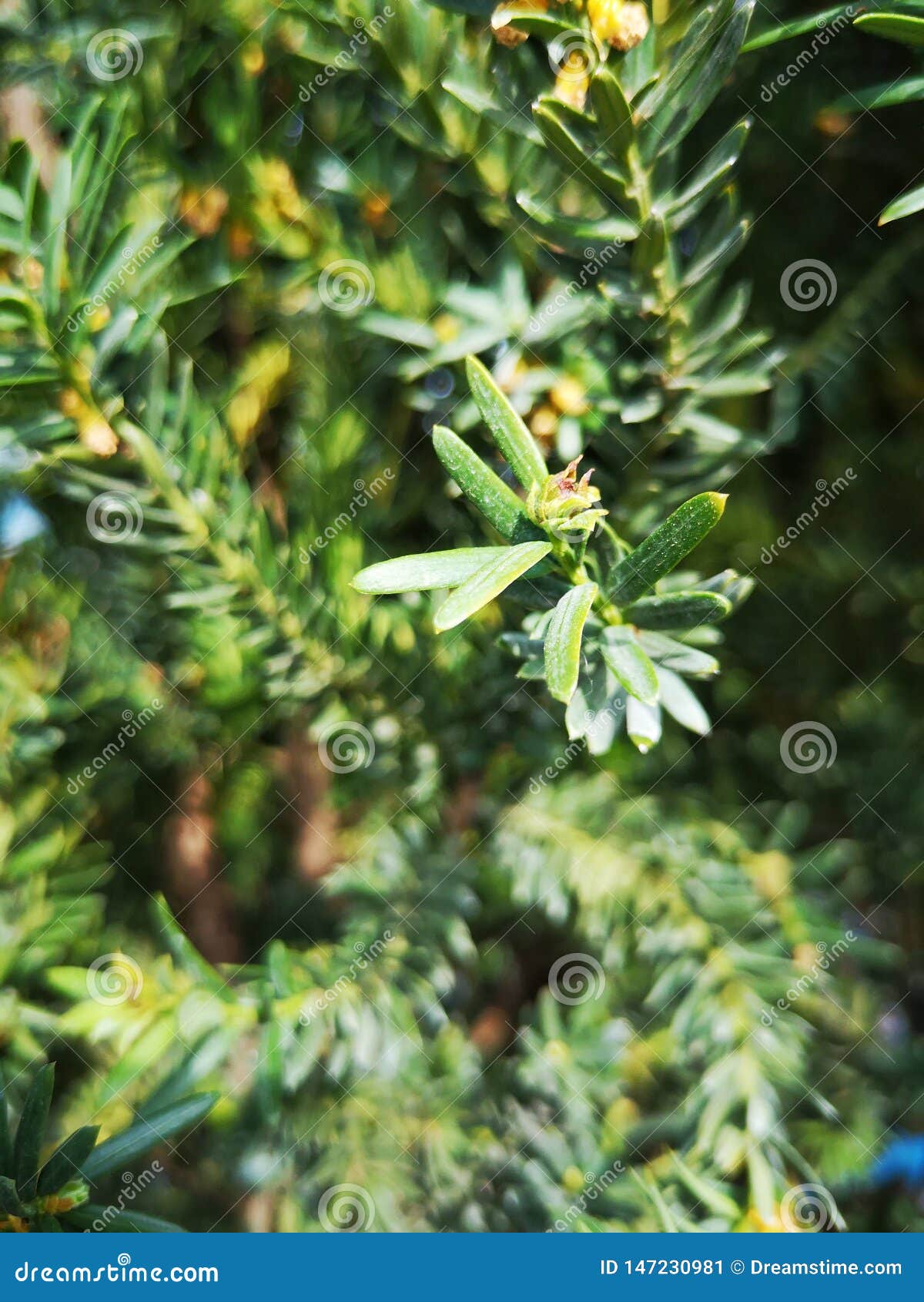 Green Tree Leaves Closeup and Calming Background Stock Image - Image of ...