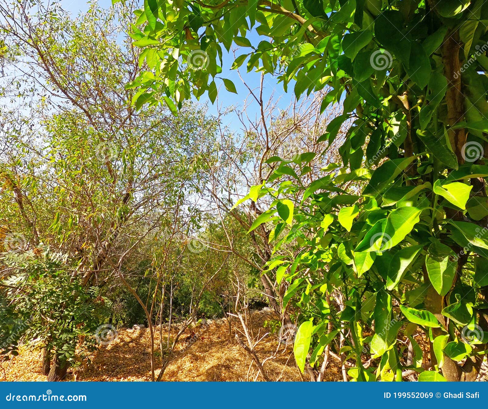 Trees and land stock image. Image of green, land, plantation - 199552069