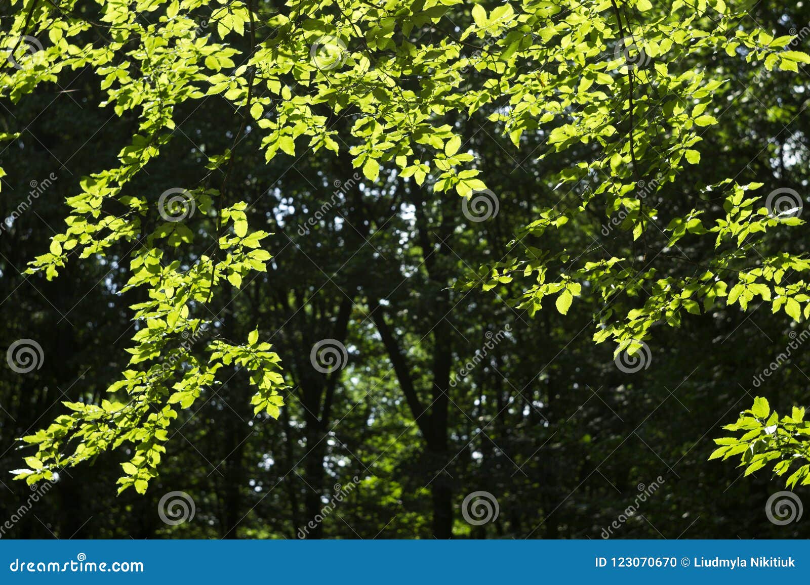 Green Tree Leaves Illuminated by the Sun, the Leaves through the Stock ...