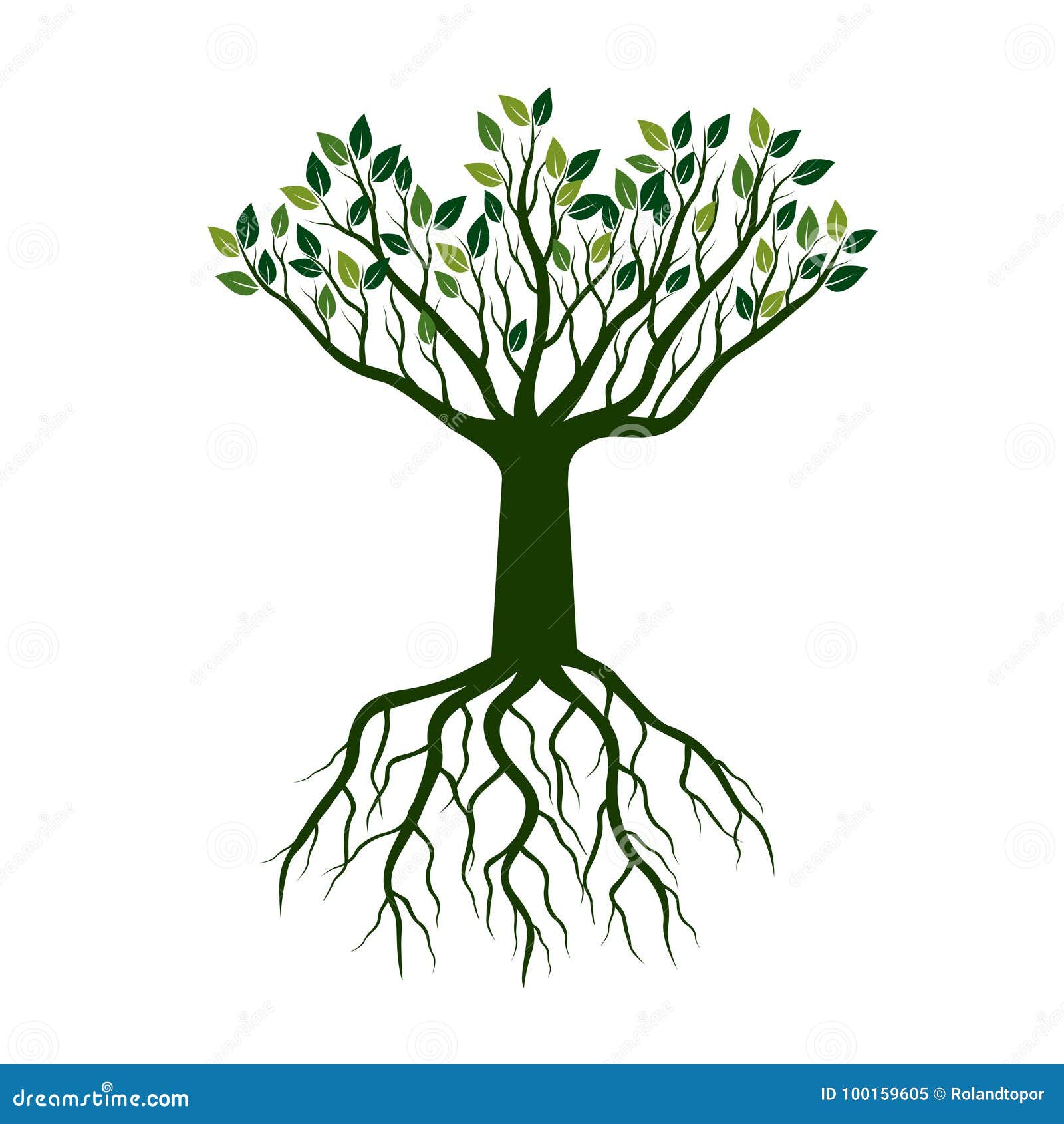 Green Tree with Leaves and Roots. Stock Vector - Illustration of ...