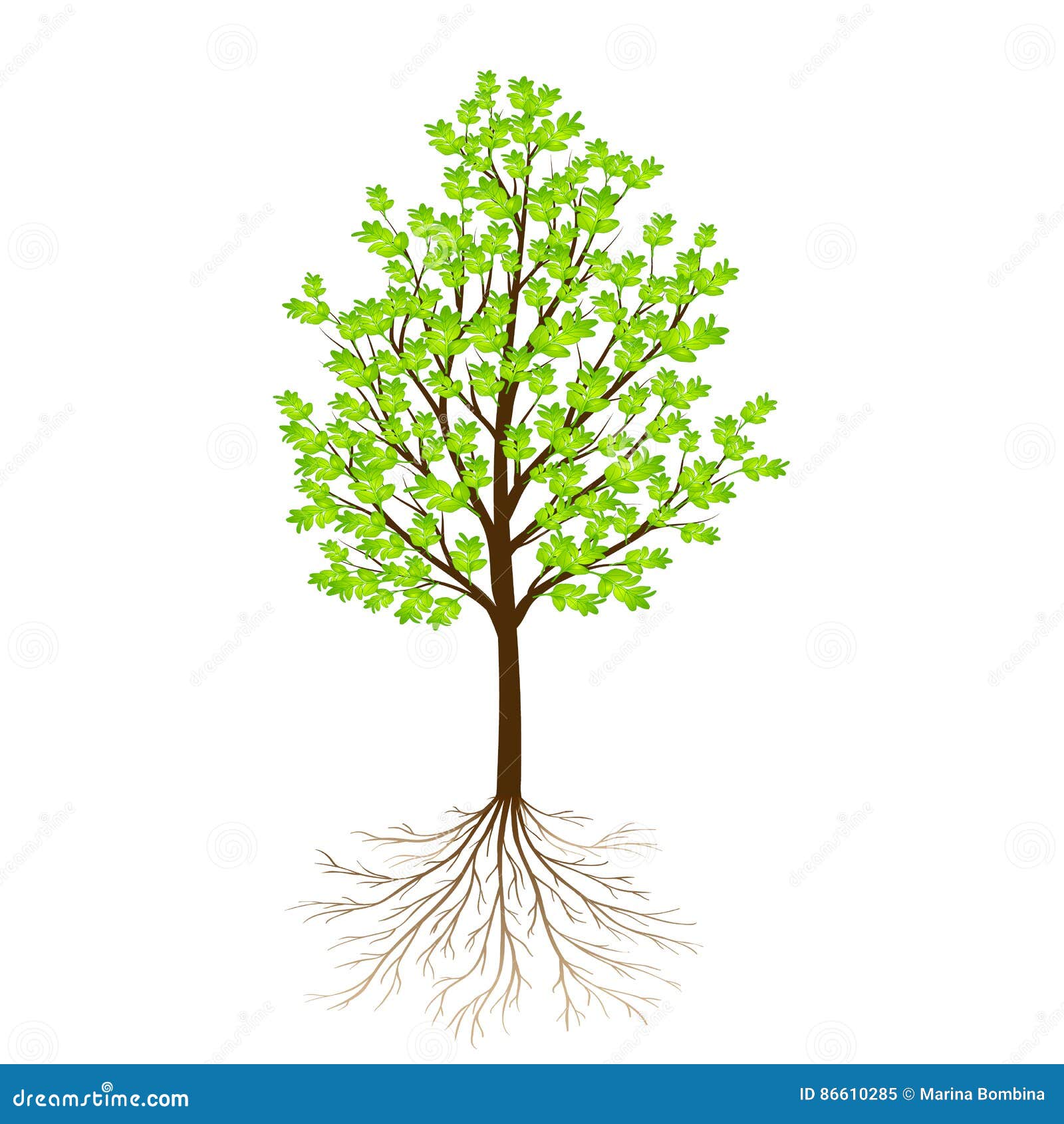 Green Tree with Leaves and Roots Isolated on White Background Stock ...