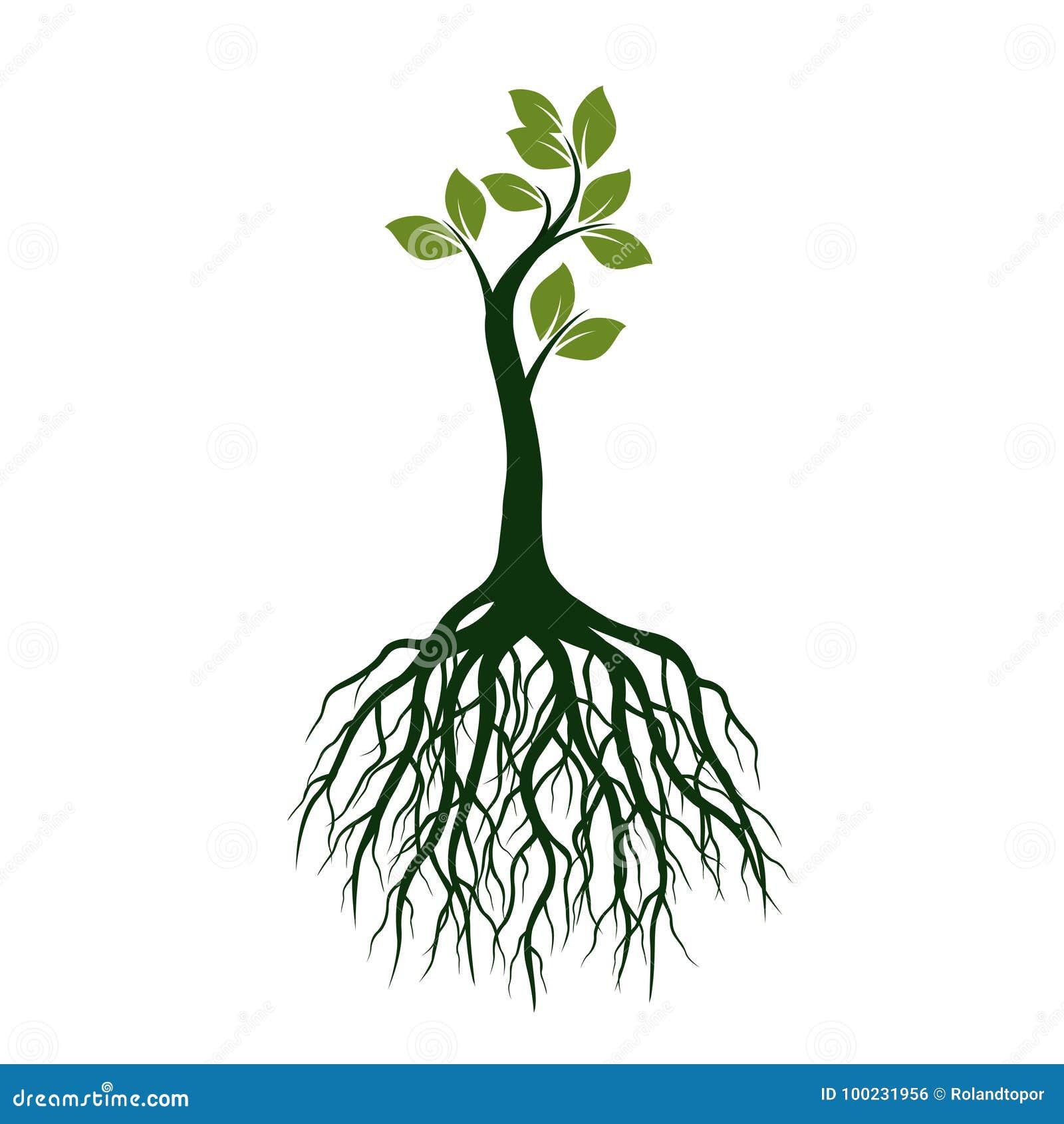 Green Tree with Leaves and Roots. Stock Vector - Illustration of tree ...
