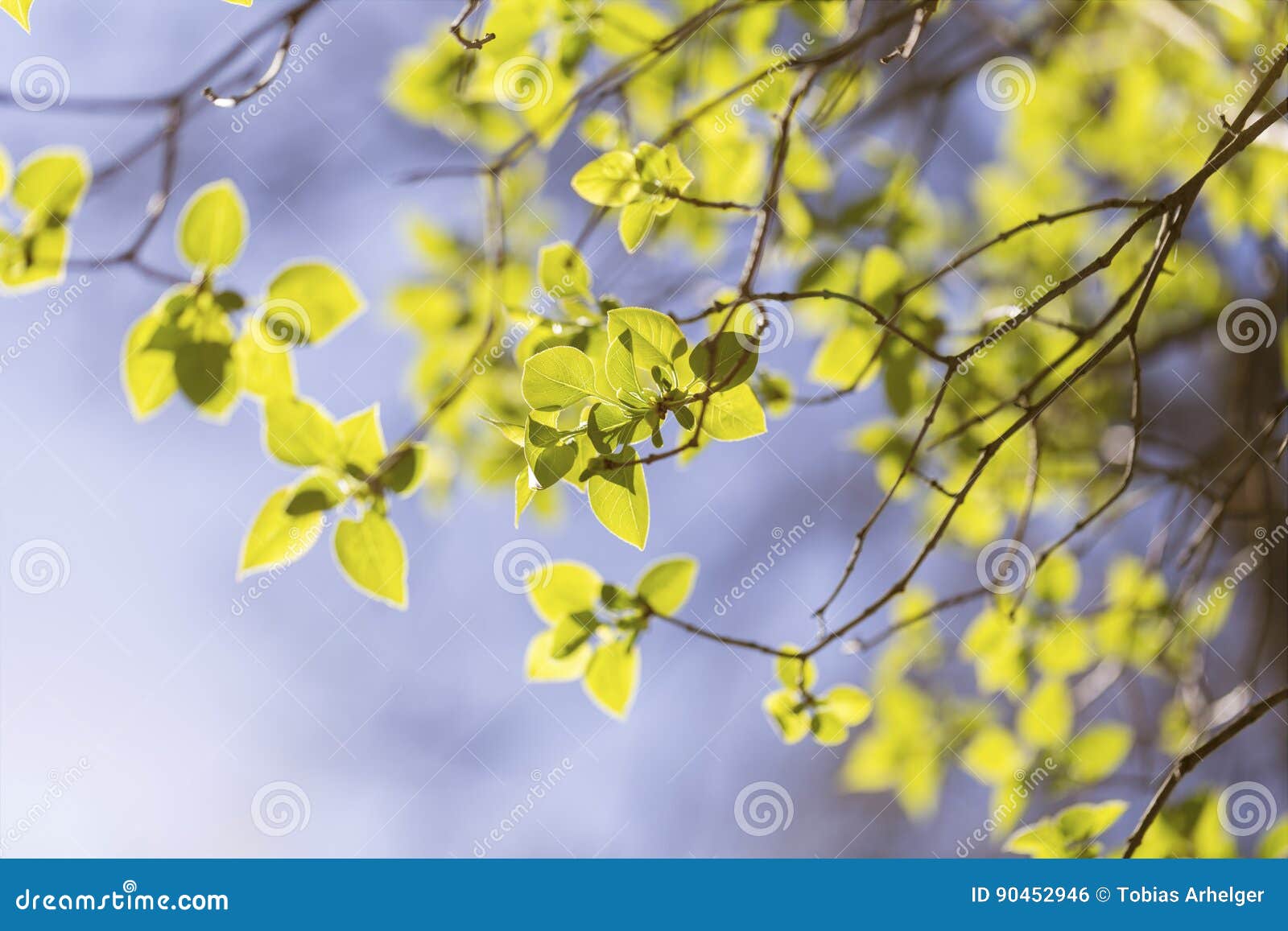 Green tree leaves stock photo. Image of foliage, tree - 90452946