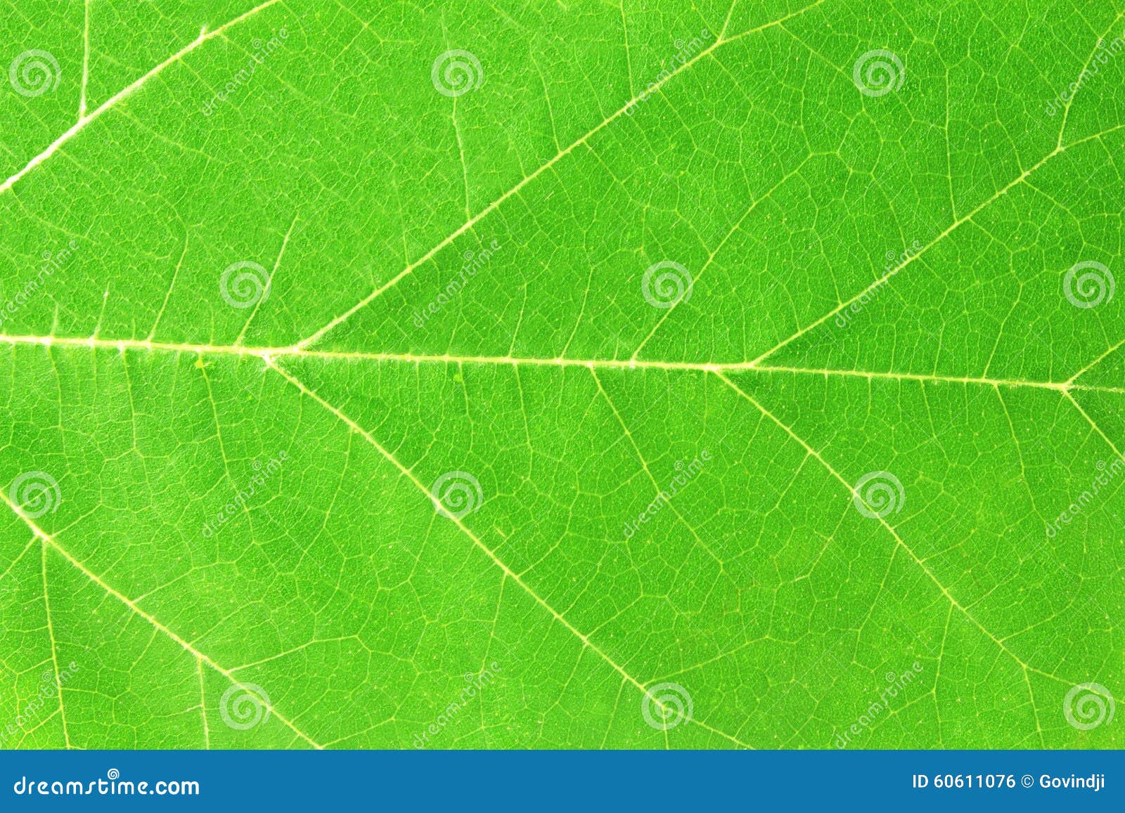 Green Tree Leaves Texture Background Stock Photo - Image of background ...