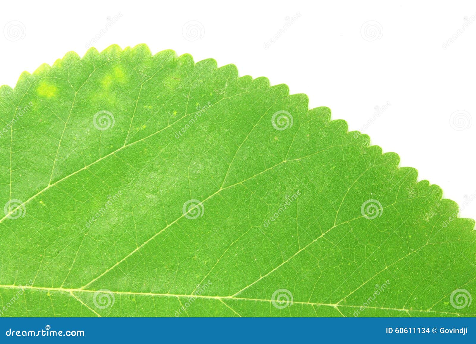 Green Tree Leaves Texture Background Stock Photo - Image of abstract ...