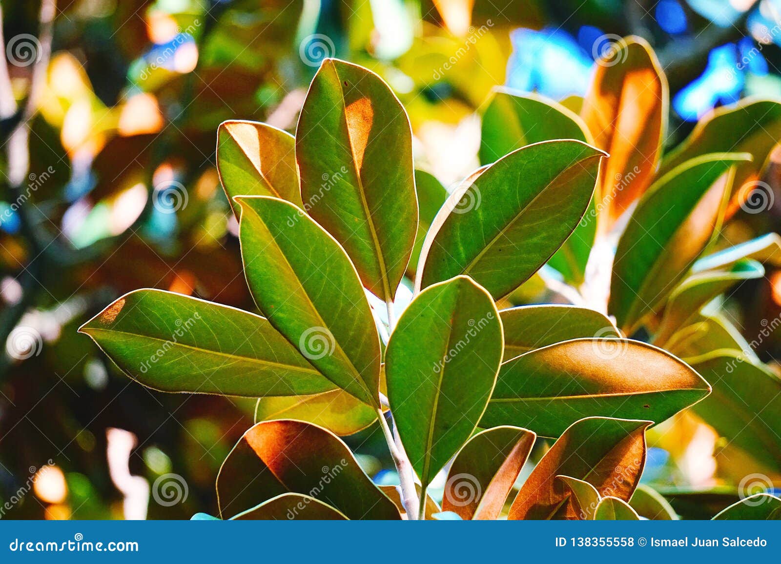 Green tree leaves texture stock photo. Image of green - 138355558