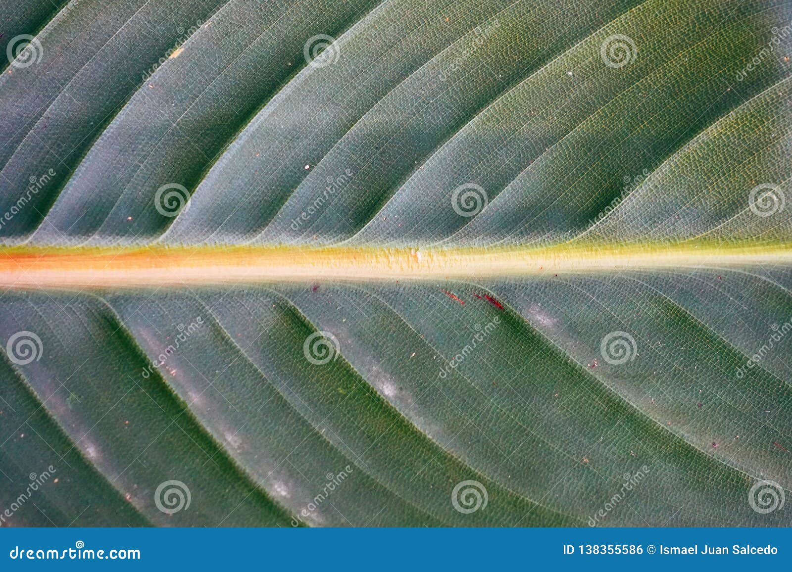 Green tree leaves texture stock photo. Image of tree - 138355586