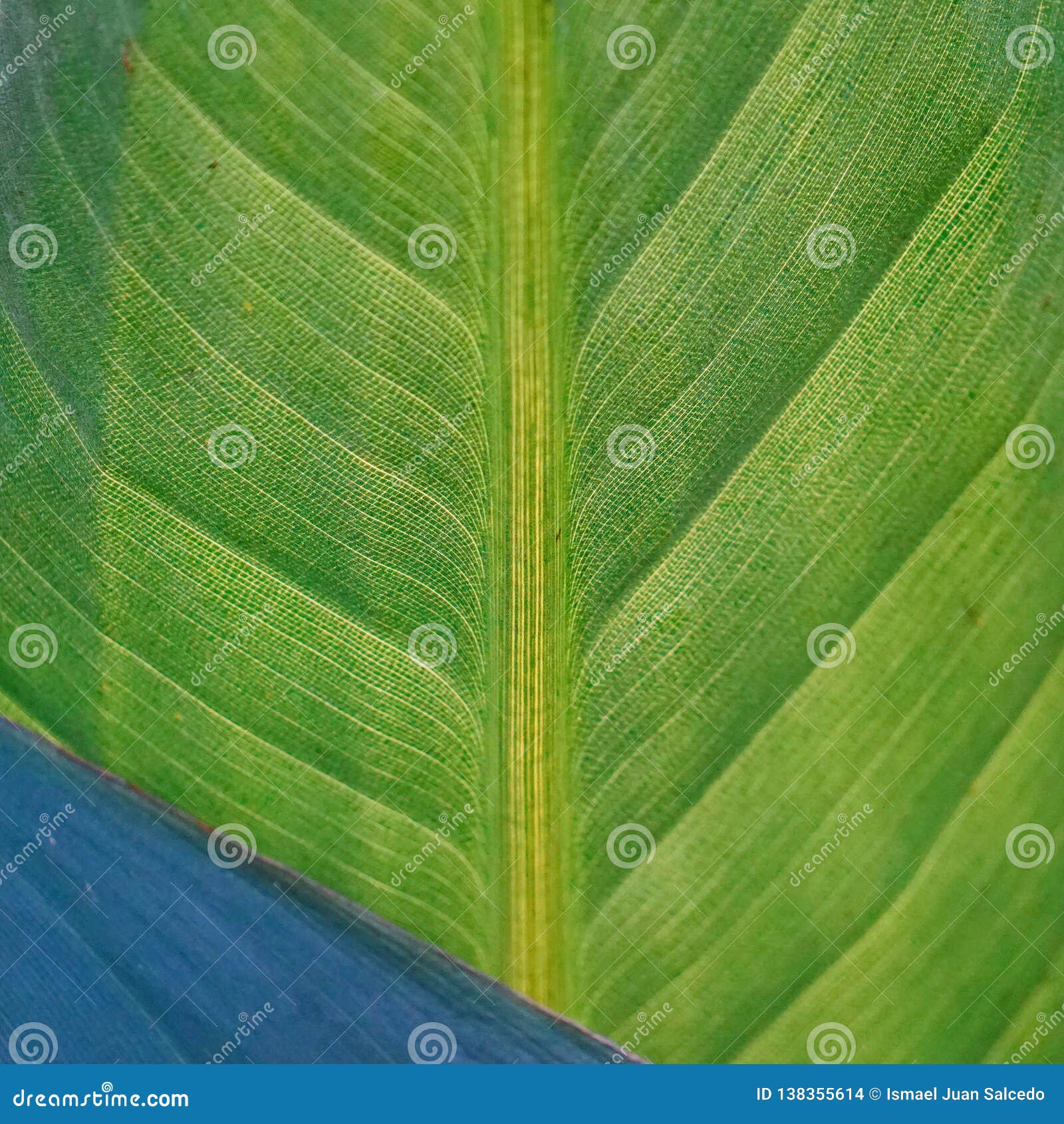 Green tree leaves texture stock photo. Image of garden - 138355614