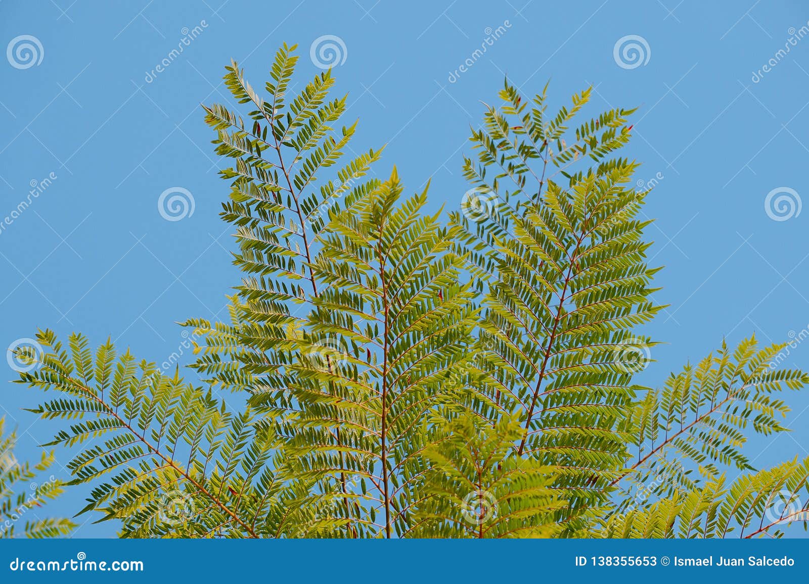 Green tree leaves texture stock image. Image of leaf - 138355653
