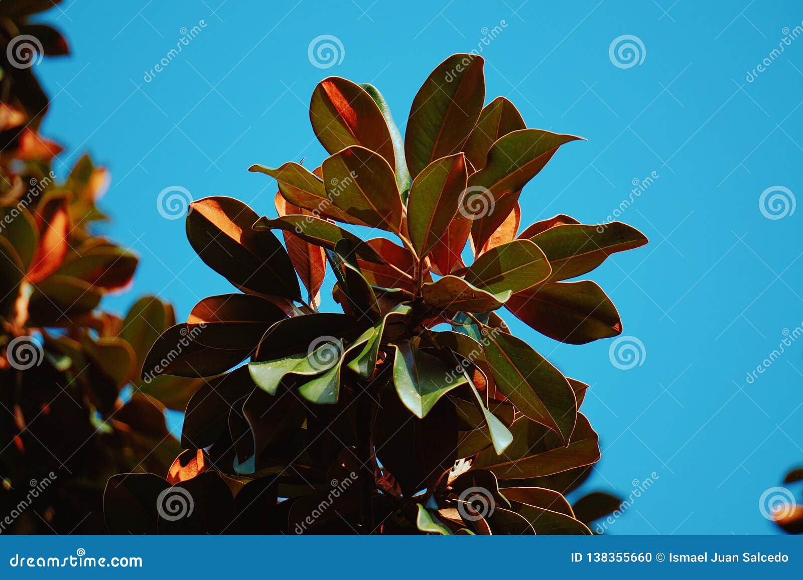 Green tree leaves texture stock photo. Image of autumn - 138355660