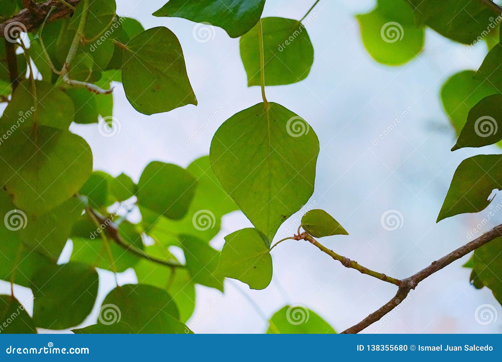 Green tree leaves texture stock photo. Image of leaves - 138355680