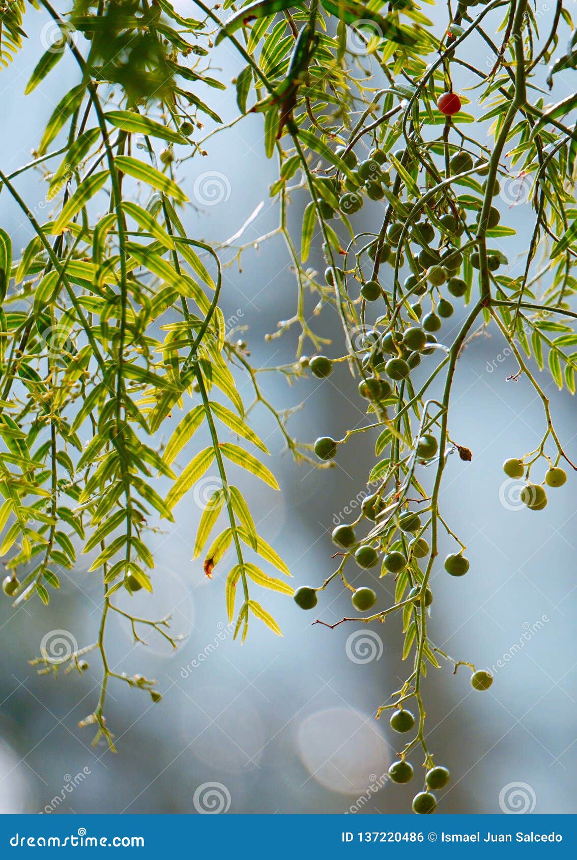 Green Tree Leaves Texture in the Nature Stock Photo - Image of ...