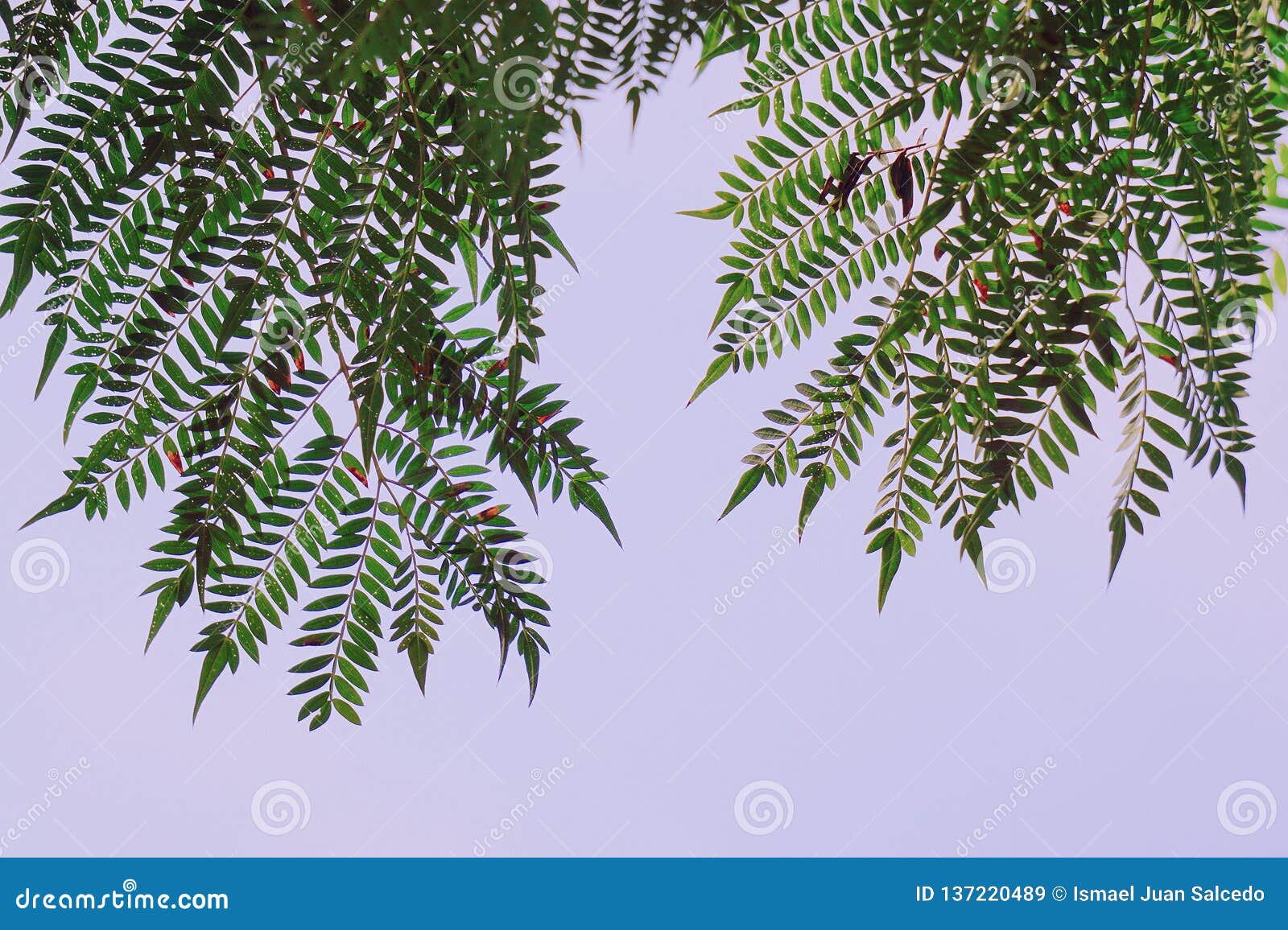 Green Tree Leaves Texture in the Nature Stock Image - Image of abstract ...