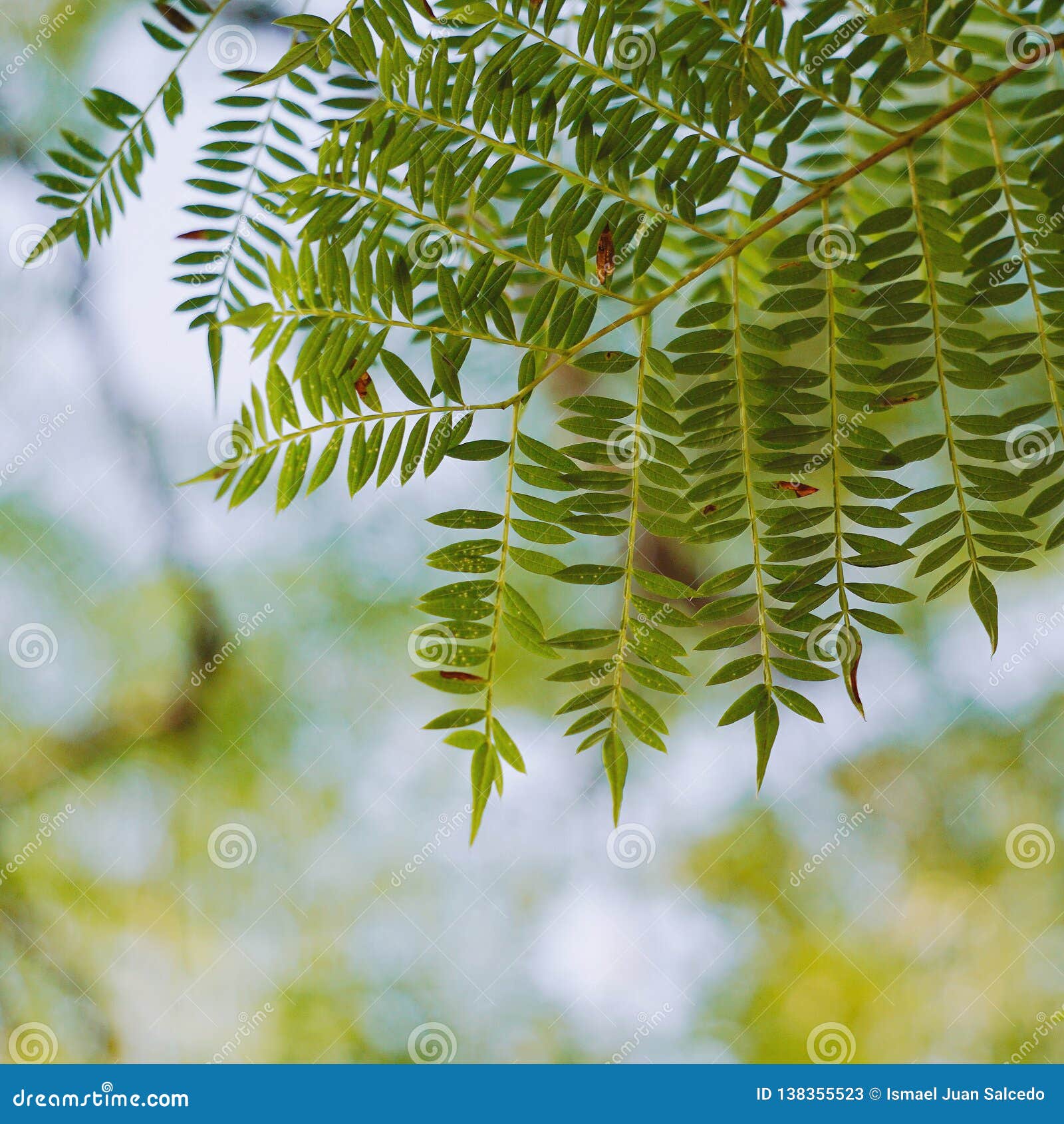 Green tree leaves texture stock image. Image of plant - 138355523