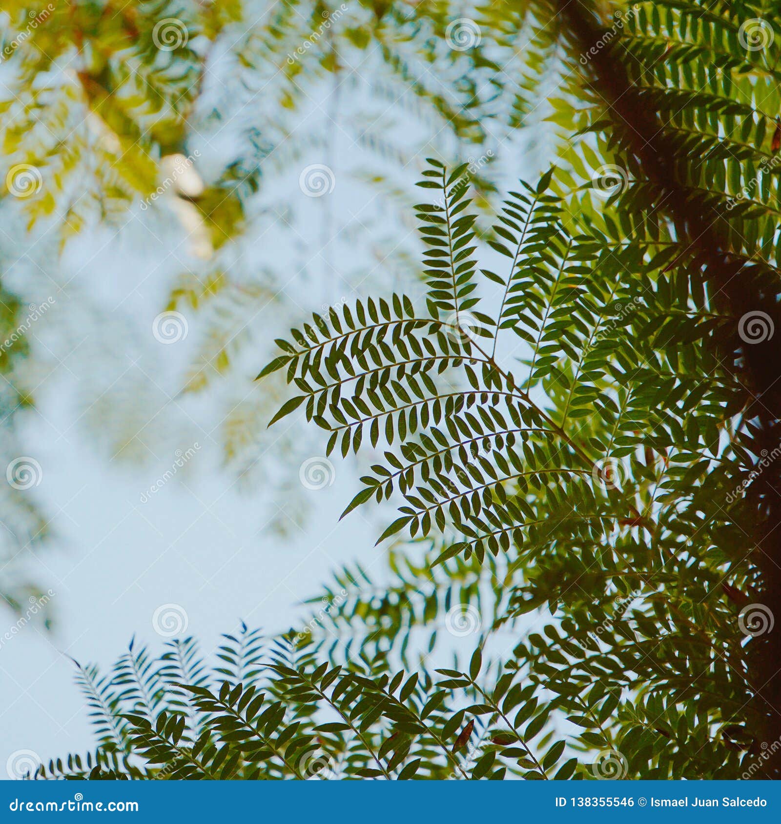 Green tree leaves texture stock photo. Image of texture - 138355546